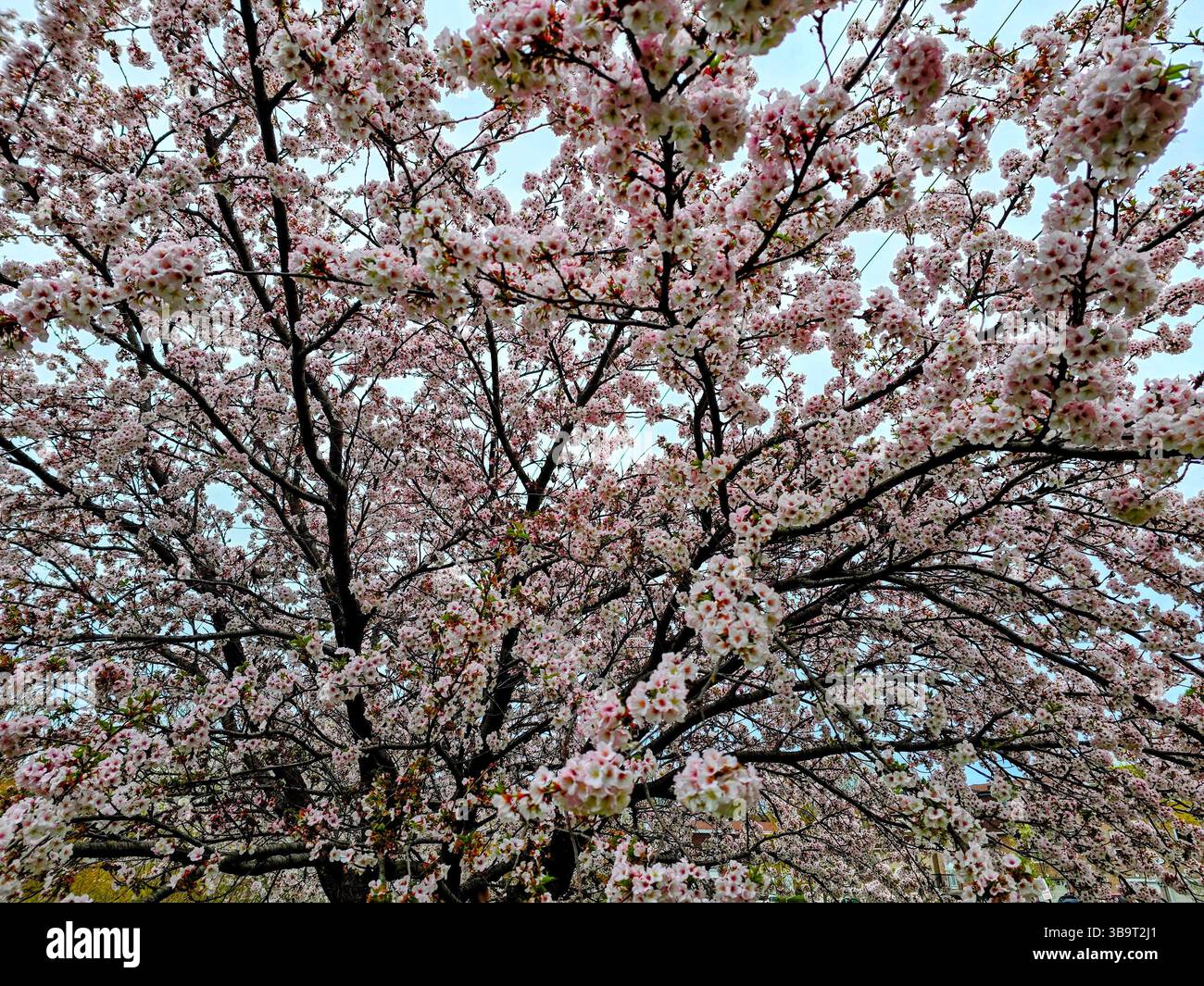 Full bloom cherry blossom tree branches densely covered with delicate ...
