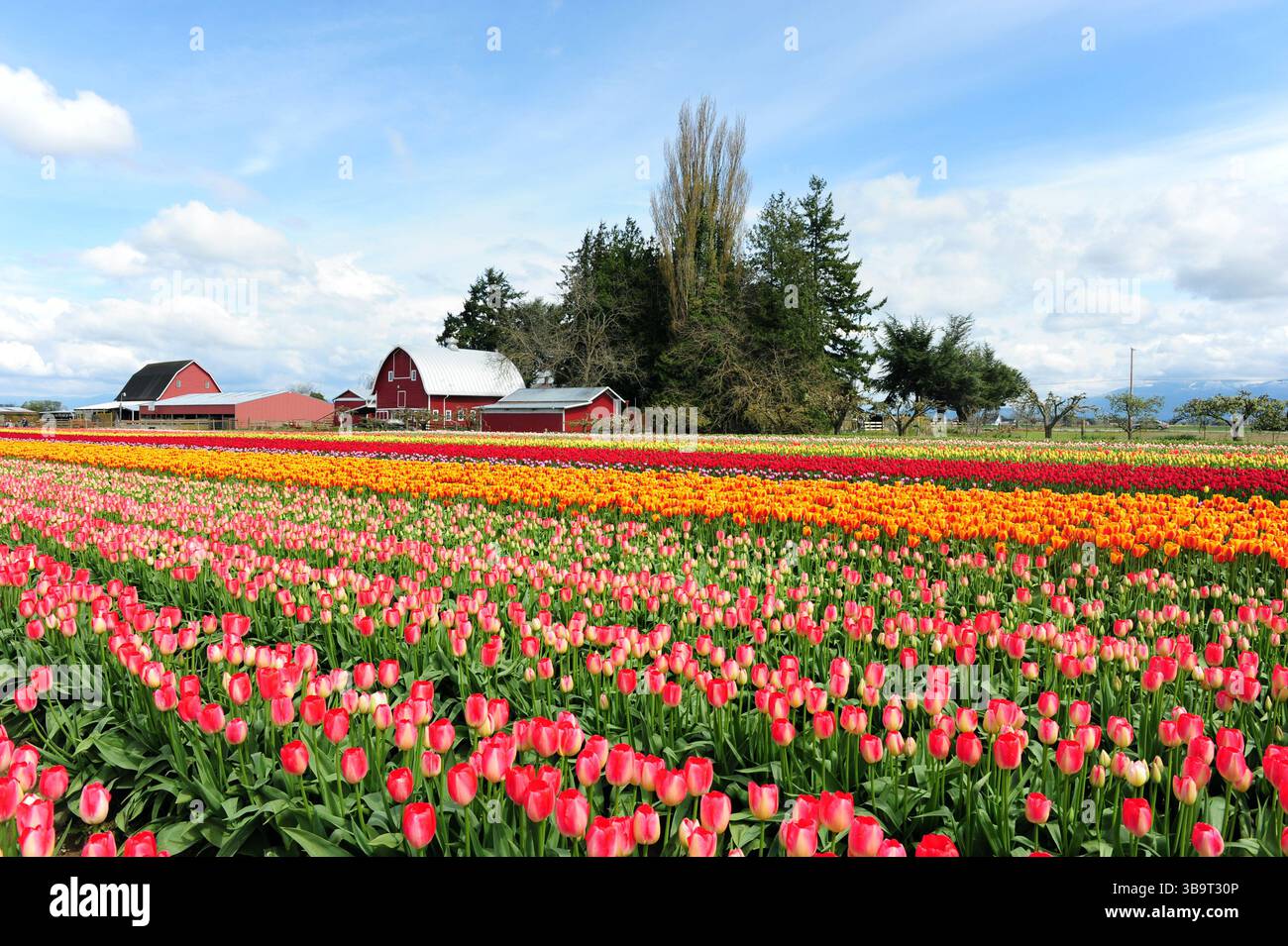 Vibrant rows blooming tulips stretch hi-res stock photography and ...