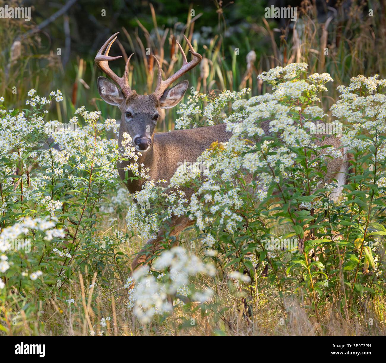 White-tailed Deer (Odocoileus virginianus). Mature Buck during mating ...
