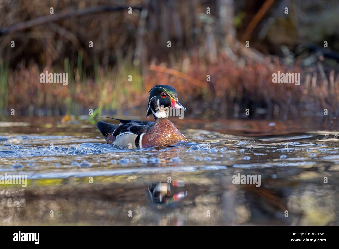 Wood Duck (Aix sponsa). Male in breeding plumage. Early spring in ...