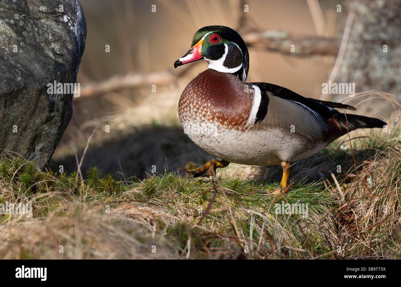 Wood Duck (Aix sponsa). Male in breeding plumage. Early spring in ...
