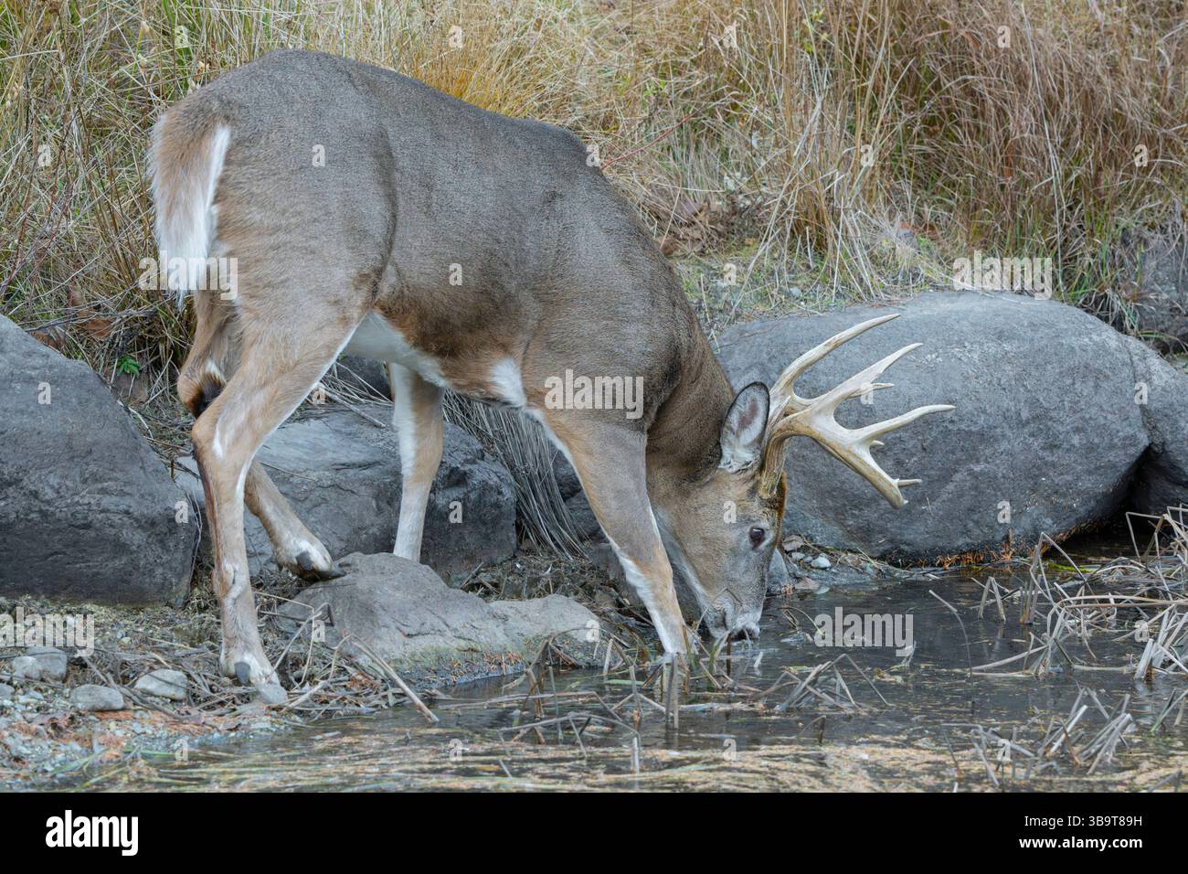 White-tailed Deer (Odocoileus virginianus). Mature Buck during mating ...