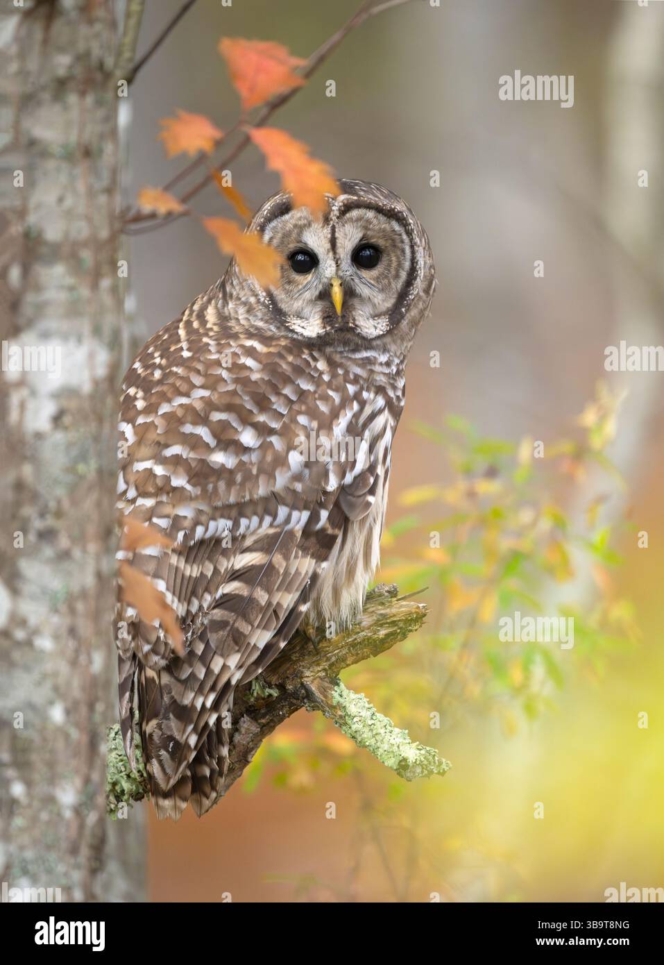 Barred Owl (Strix varia). October in Acadia National Park, Maine, USA Stock Photo - Alamy