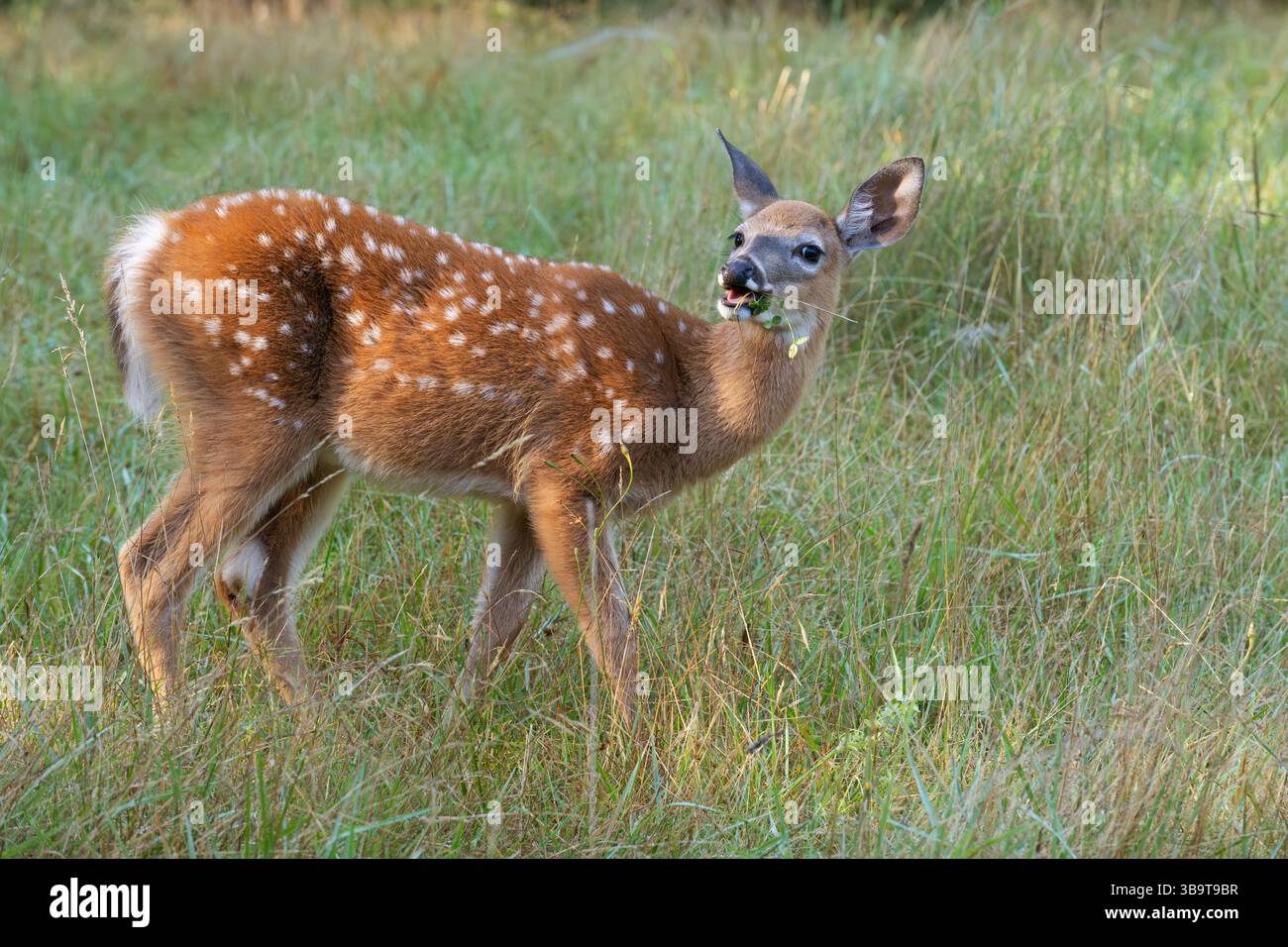White-tailed Deer (Odocoileus virginianus). Growing fawn of the year ...