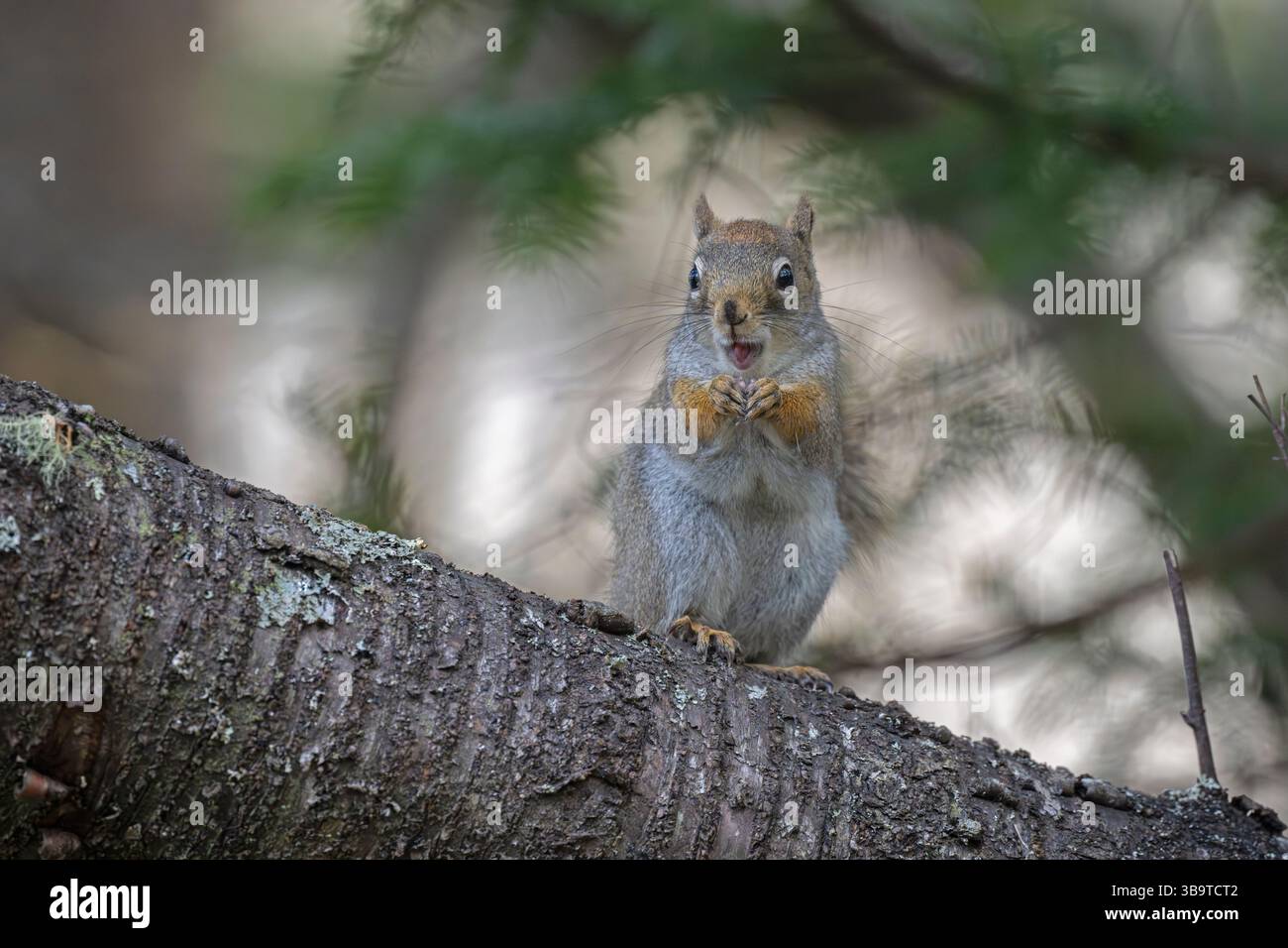 American red squirrel hi-res stock photography and images - Alamy