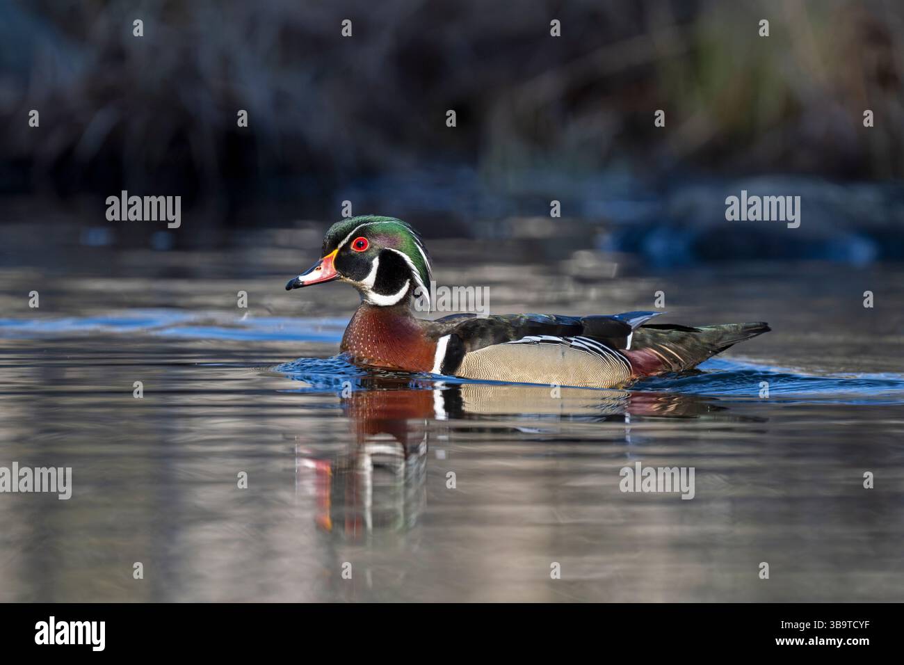 Wood Duck (Aix sponsa). Male in breeding plumage. Early spring in ...
