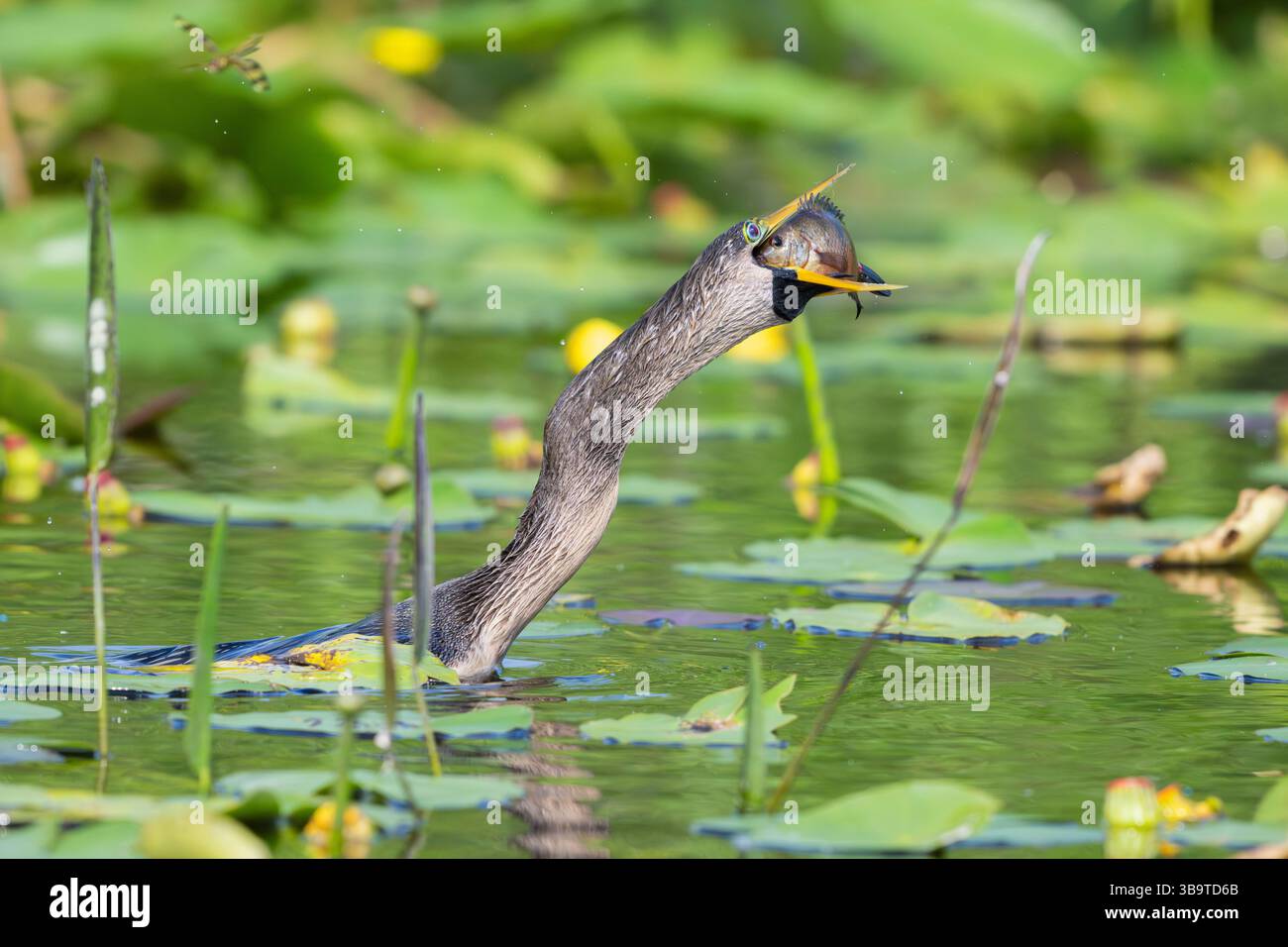 Everglades florida fishing fish hi-res stock photography and images - Alamy