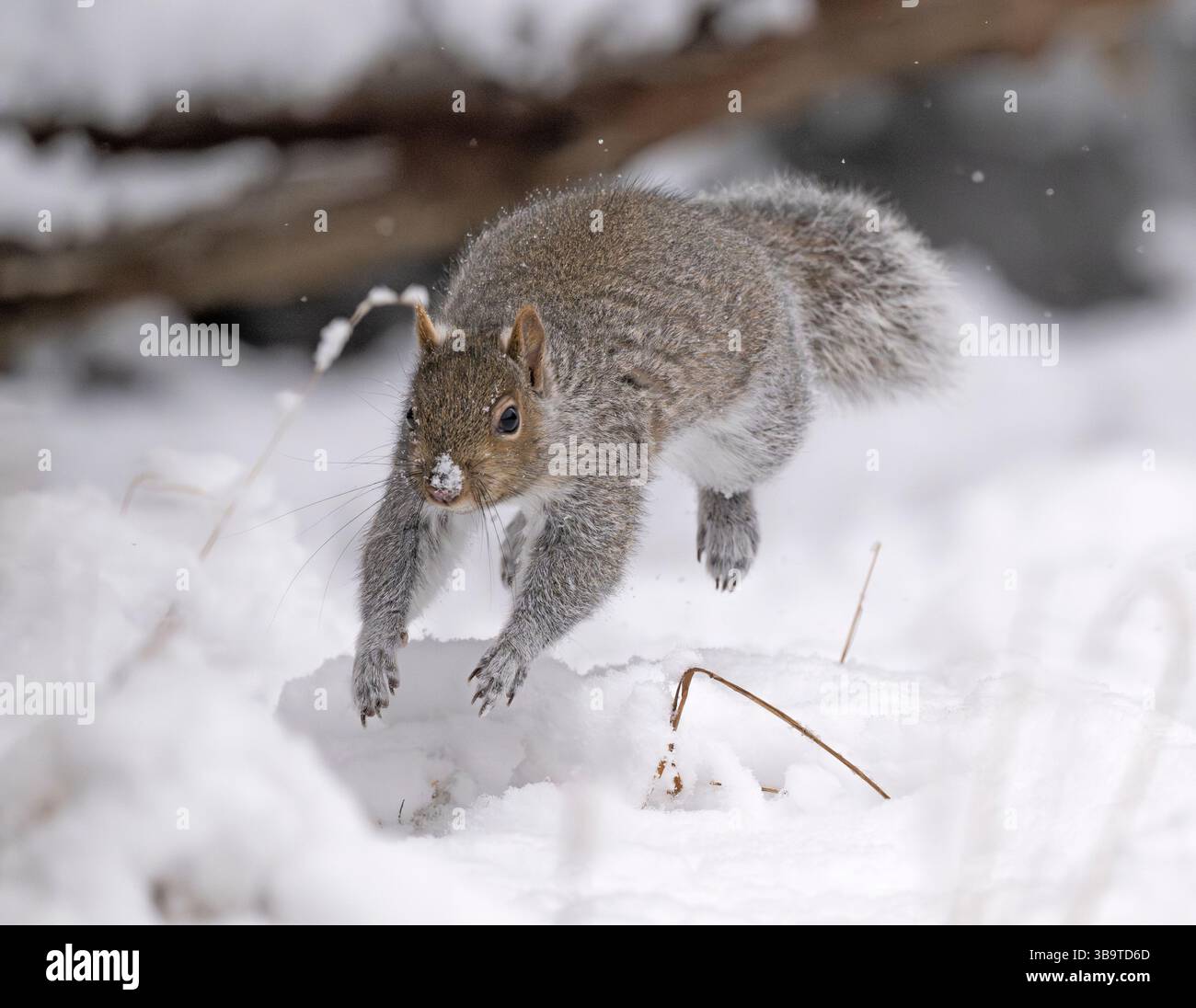Eastern Gray Squirrel (Sciurus carolinensis). December in Acadia ...