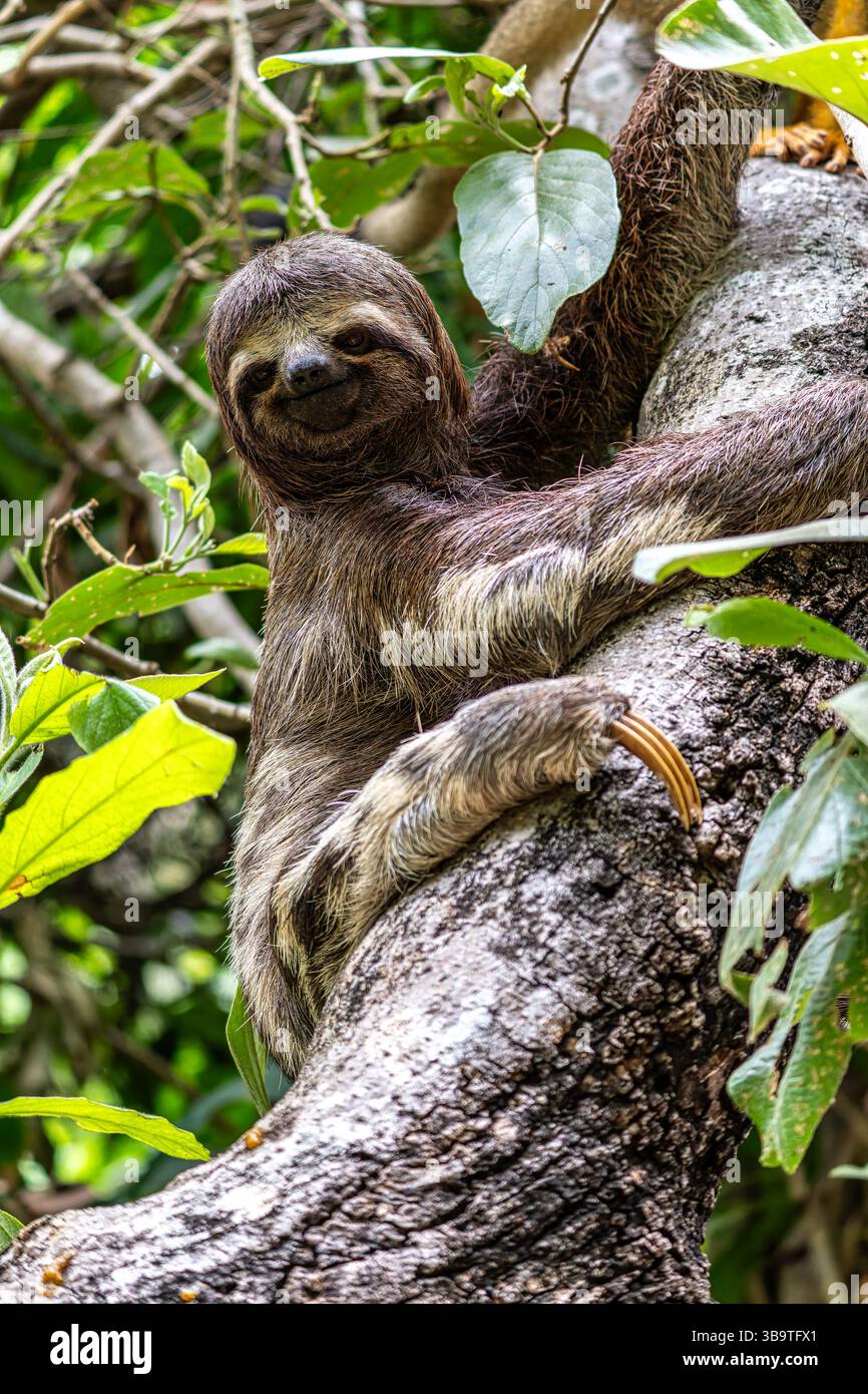 Brown-throated sloth - Bradypus variegatus at the sloth path on the ...