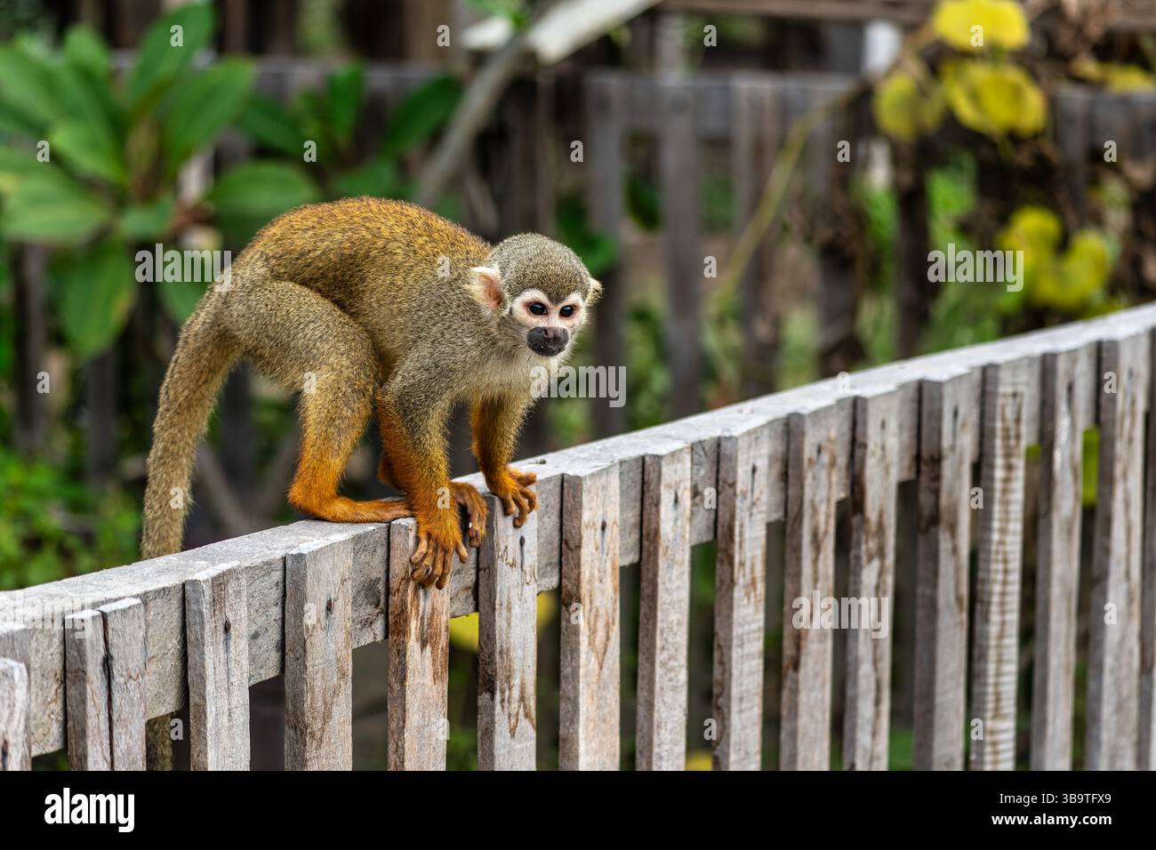 Guianan squirrel monkey, Saimiri sciureus at the sloth path on the Jari ...