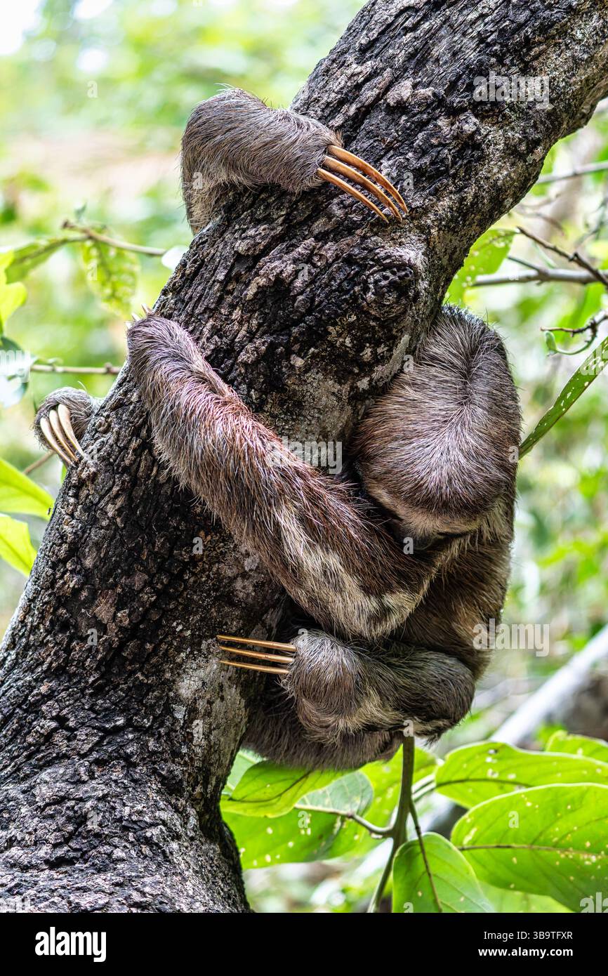 Brown-throated sloth - Bradypus variegatus at the sloth path on the ...