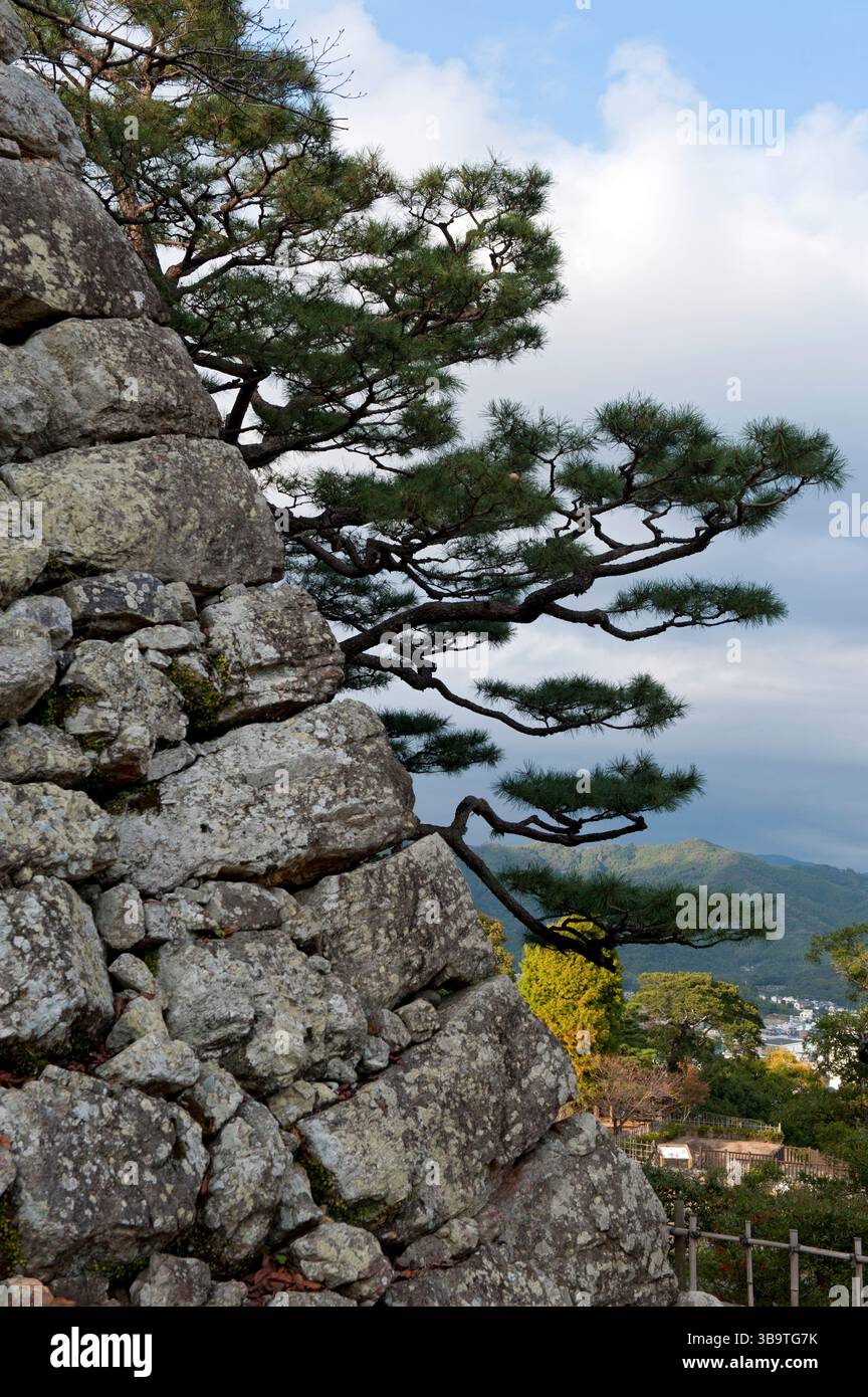 Contrast of elegant sculpted matsu pine tree seen behind the rugged ...