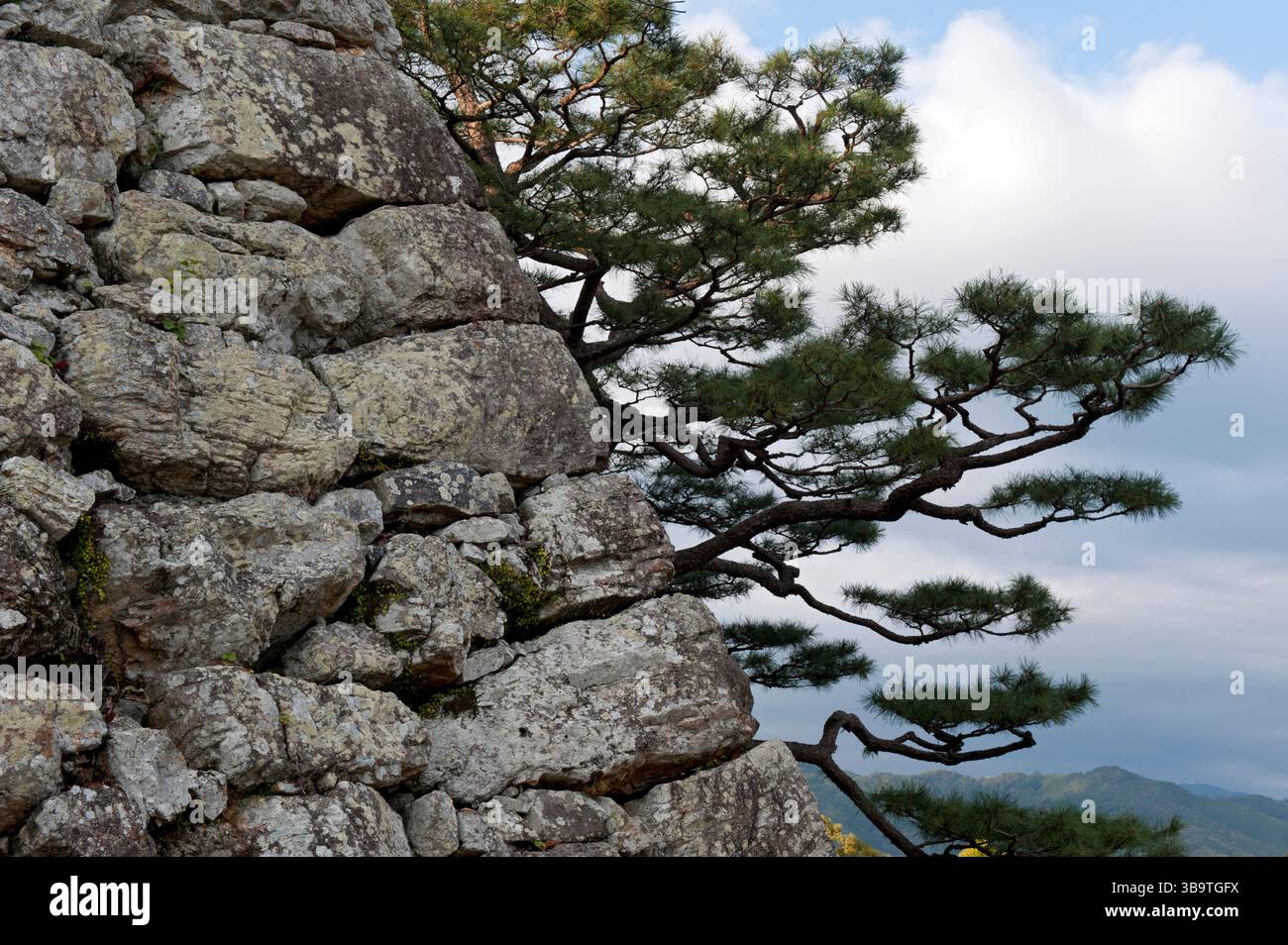 Contrast of elegant sculpted matsu pine tree seen behind the rugged ...