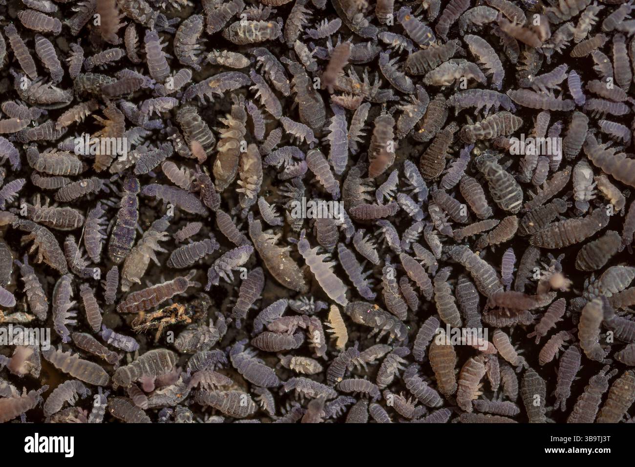 Closeup sezonal agglomeration take of slender springtail (Collembola ...