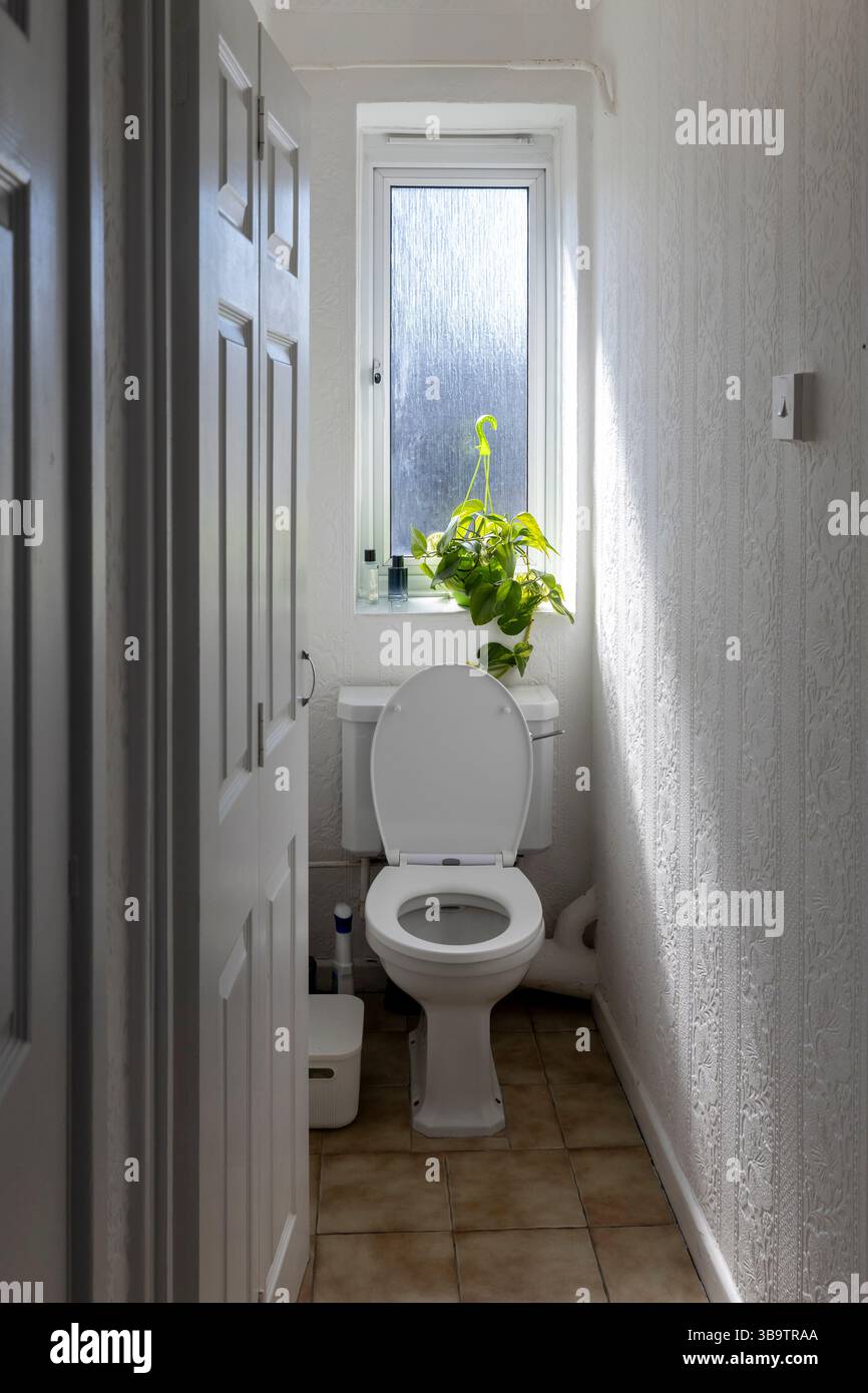 A small, bright toilet room features a Golden Pothos plant on the ...