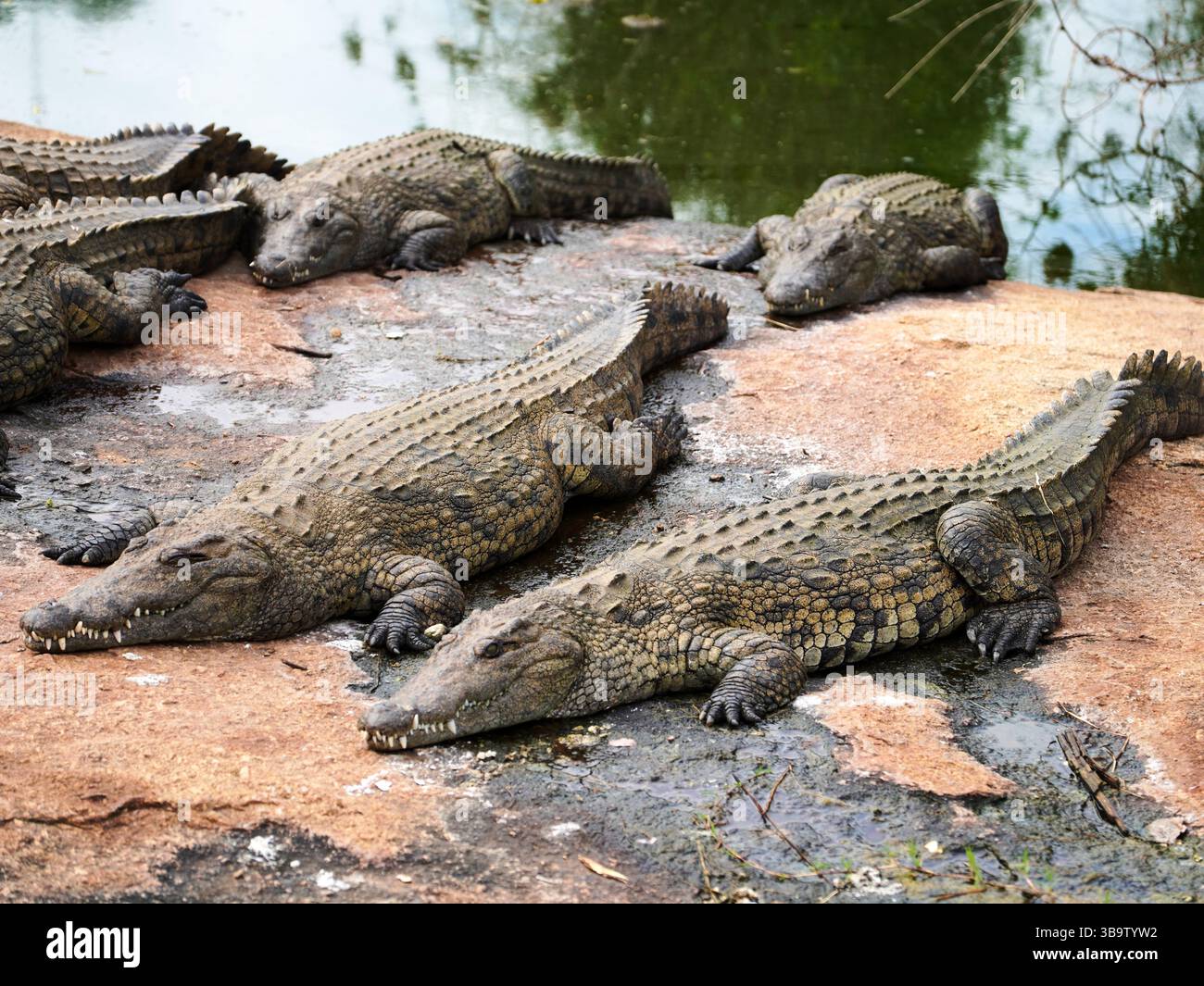 Freshwater crocodiles hi-res stock photography and images - Alamy