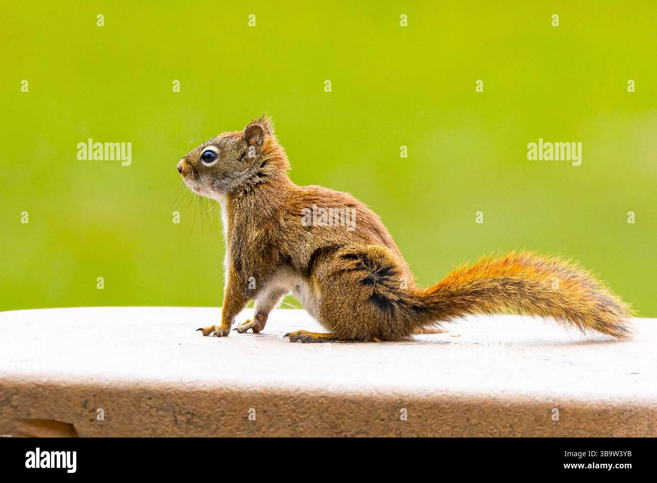 Photo of a cute young American red squirrel standing ready to run with ...