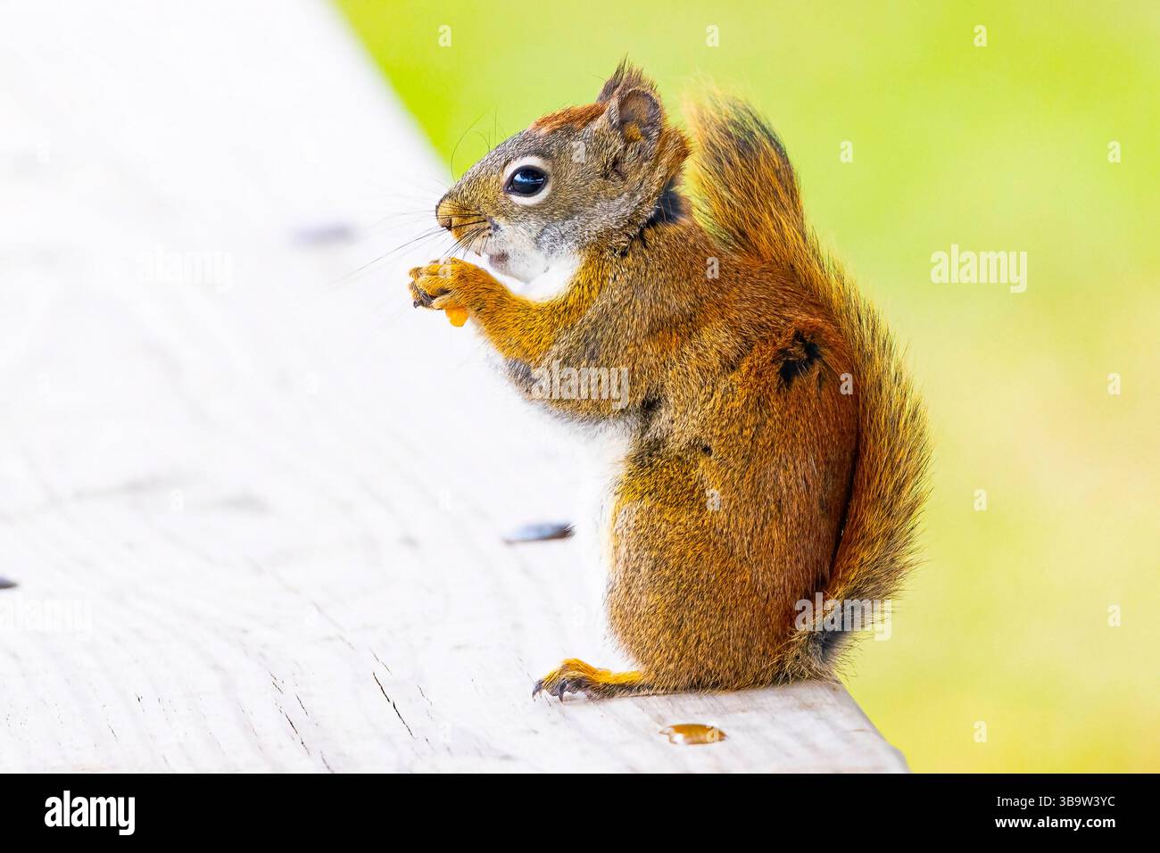 Photo of a cute young American red squirrel eating with an isolated ...