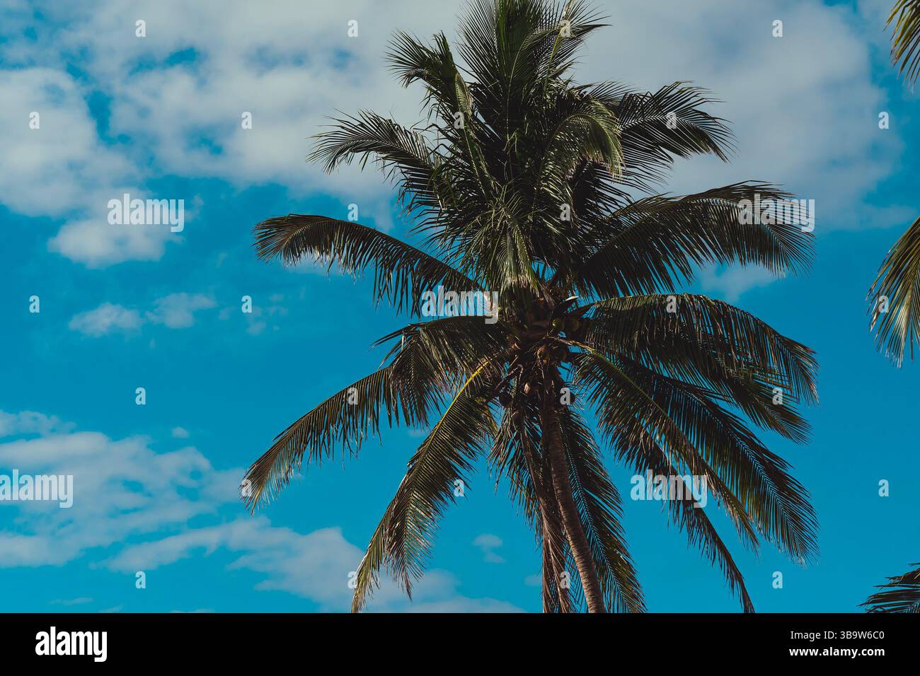 Caribbean paradise unfolds: Turquoise waters, azure skies, and swaying ...