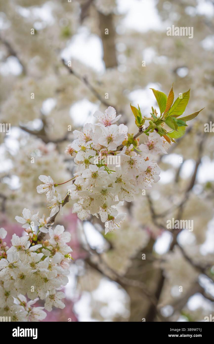 Cherry blossoms or sakura are the flowers of mainly ornamental cherry ...