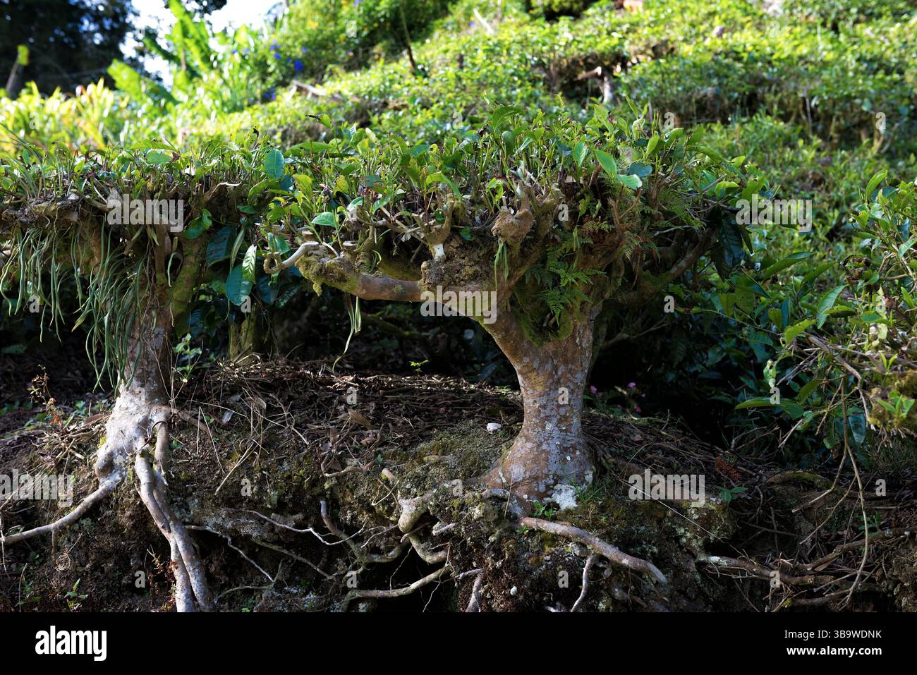 Tea Tree Plantation with Pruned Bushes and Exposed Roots - Close-up ...