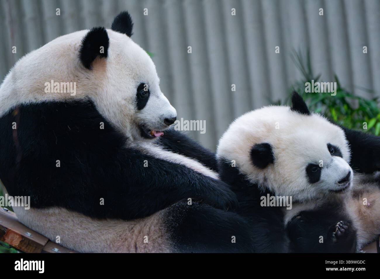 Two giant pandas are playing at Chongqing Zoo in Chongqing, China on ...