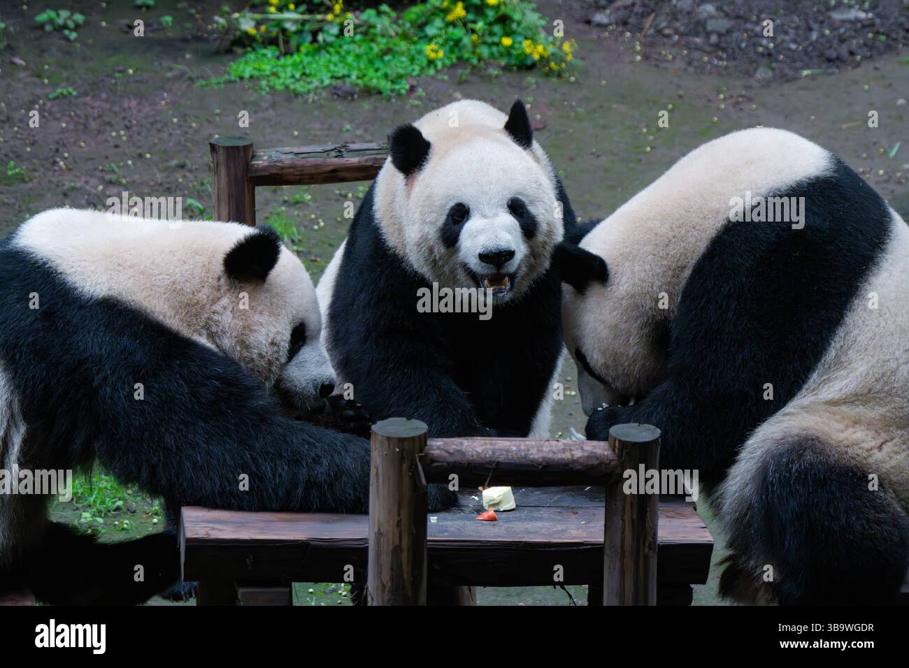 Giant pandas at Chongqing Zoo have a meal around a table in Chongqing ...