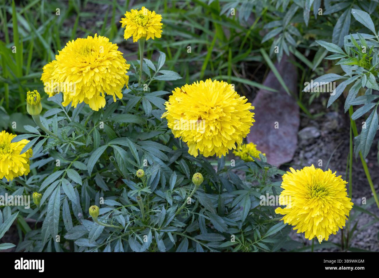 Beautiful marigold flowers in bloom in a garden (Tagetes erecta), also ...