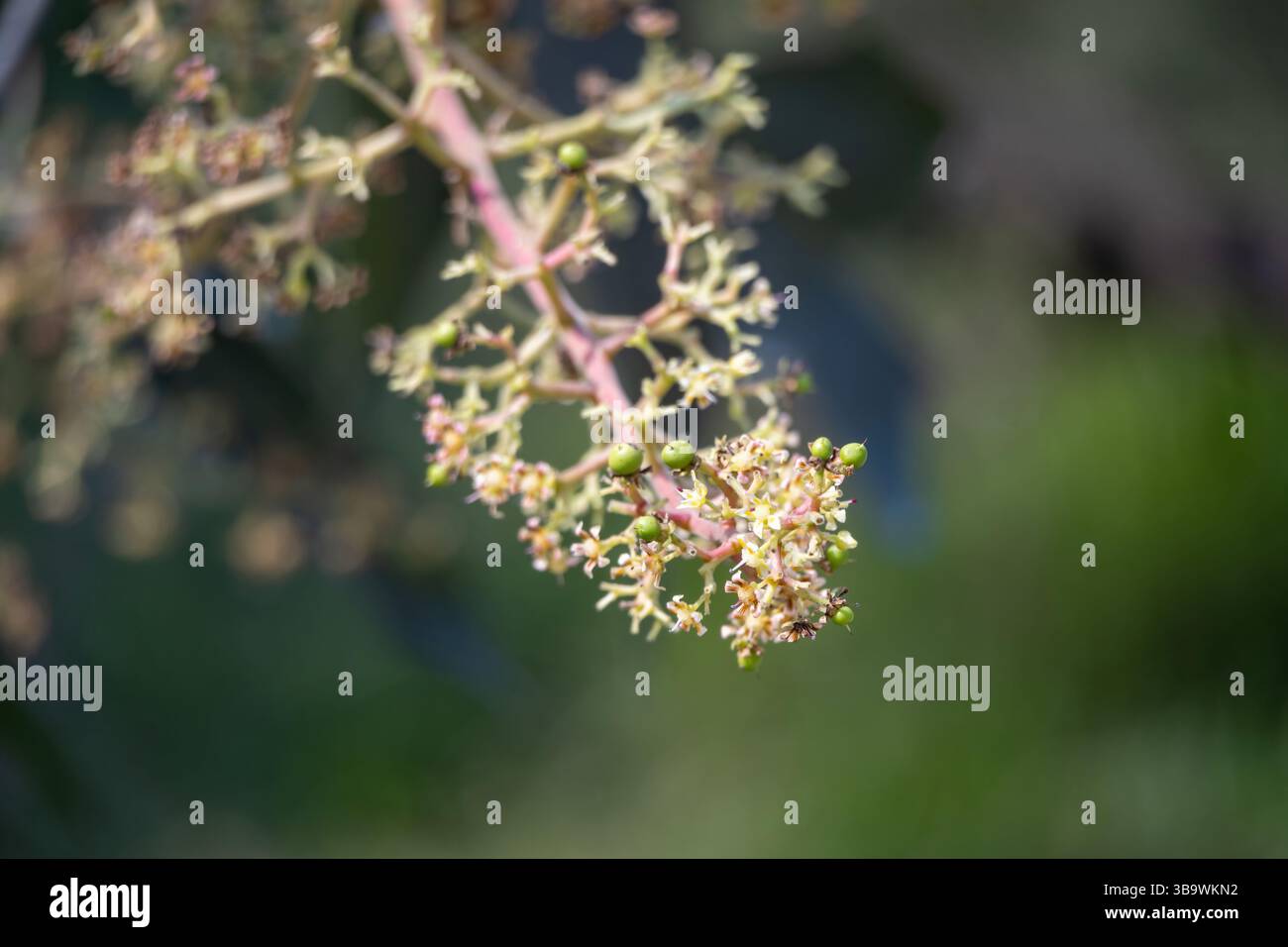 Close-up of mango flowers. The mango tree is filled with bunches of ...