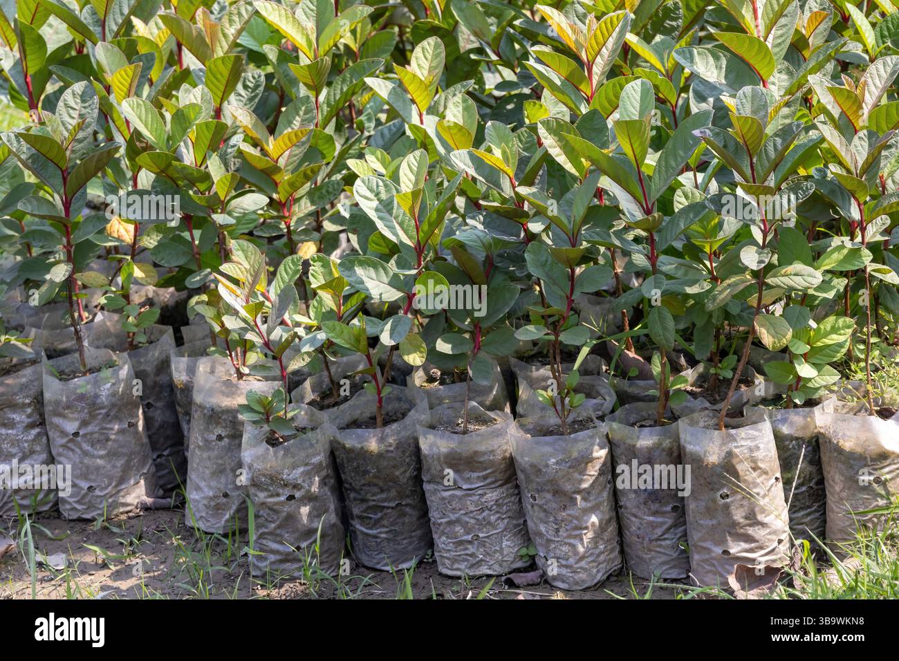 Young guava fruit tree plants in soil seedling bags are ready to be ...