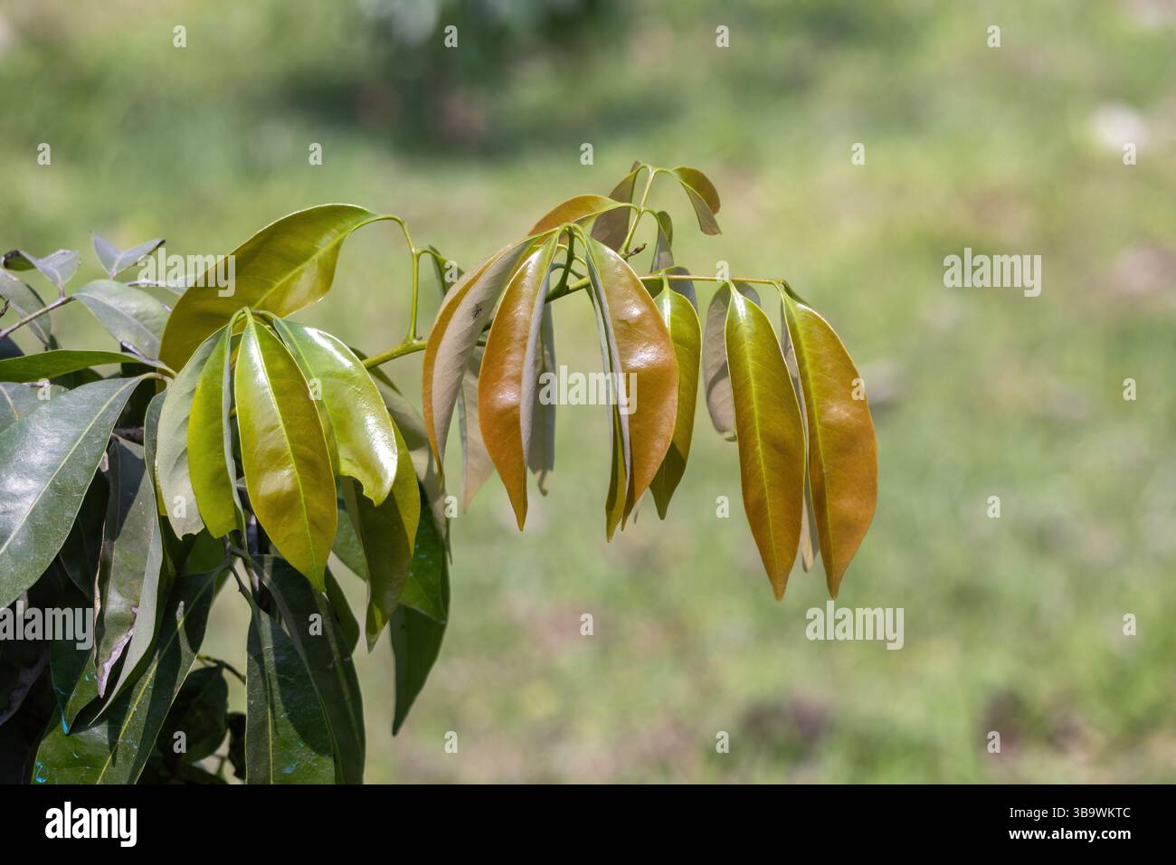 Close-up of young leaves on a lychee fruit tree. Gardening concept ...