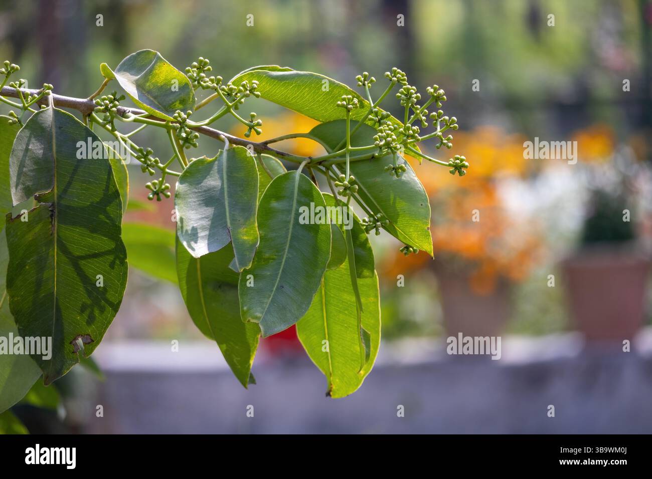 Syzygium cumini leaves flowering plant hi-res stock photography and ...