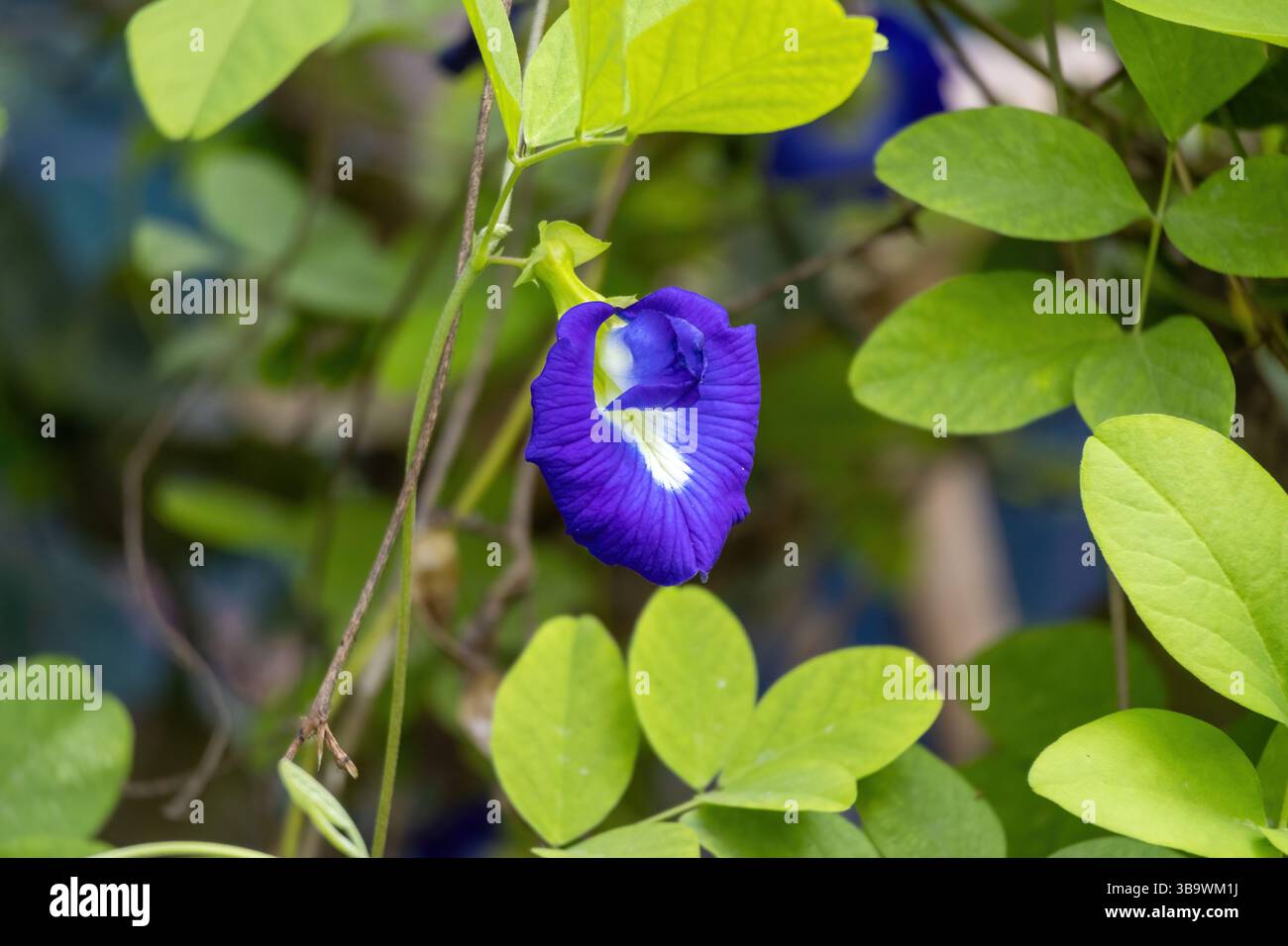 A beautiful Asian pigeonwings flower (Clitoria ternatea) is blooming in ...