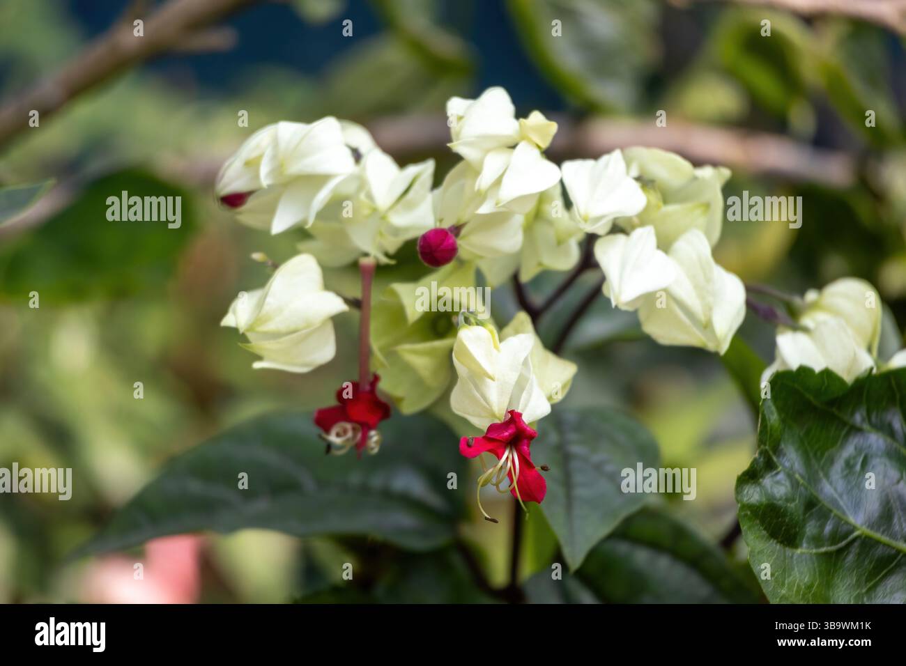 Beautiful, blooming Bleeding-heart vine (Clerodendrum thomsoniae ...
