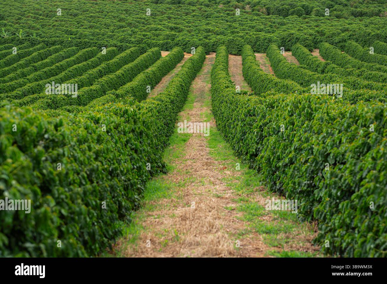 Plantation coffee farm hi-res stock photography and images - Alamy