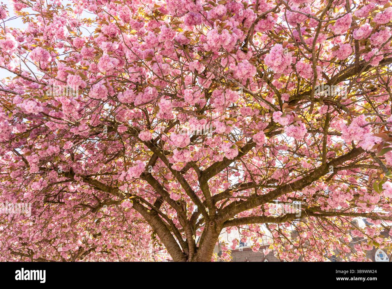 The Japanese cherry tree is in full bloom this time in spring Stock ...