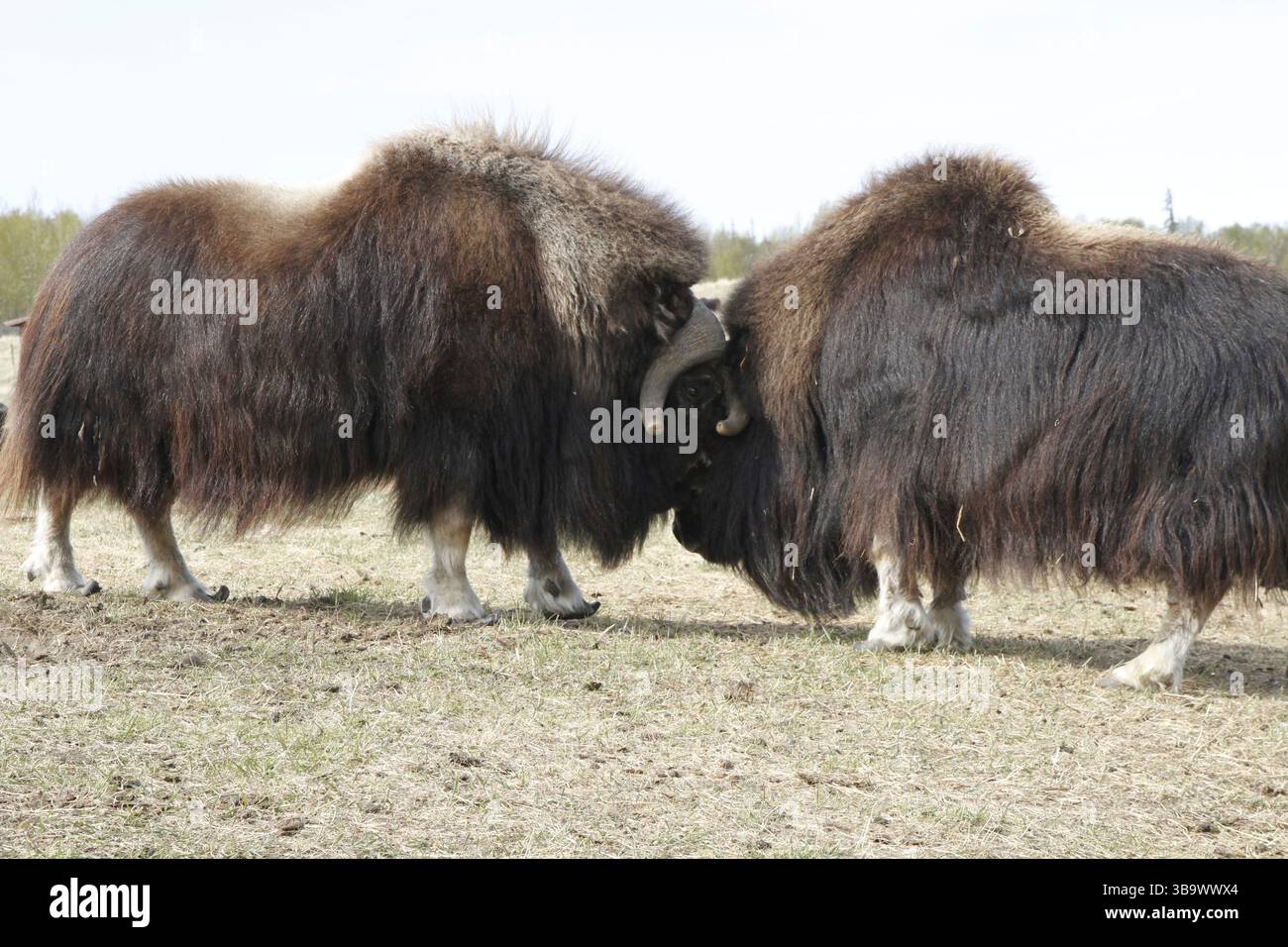 Two male musk oxen butt heads Saturday, May 10, 2025, at the Musk Ox ...