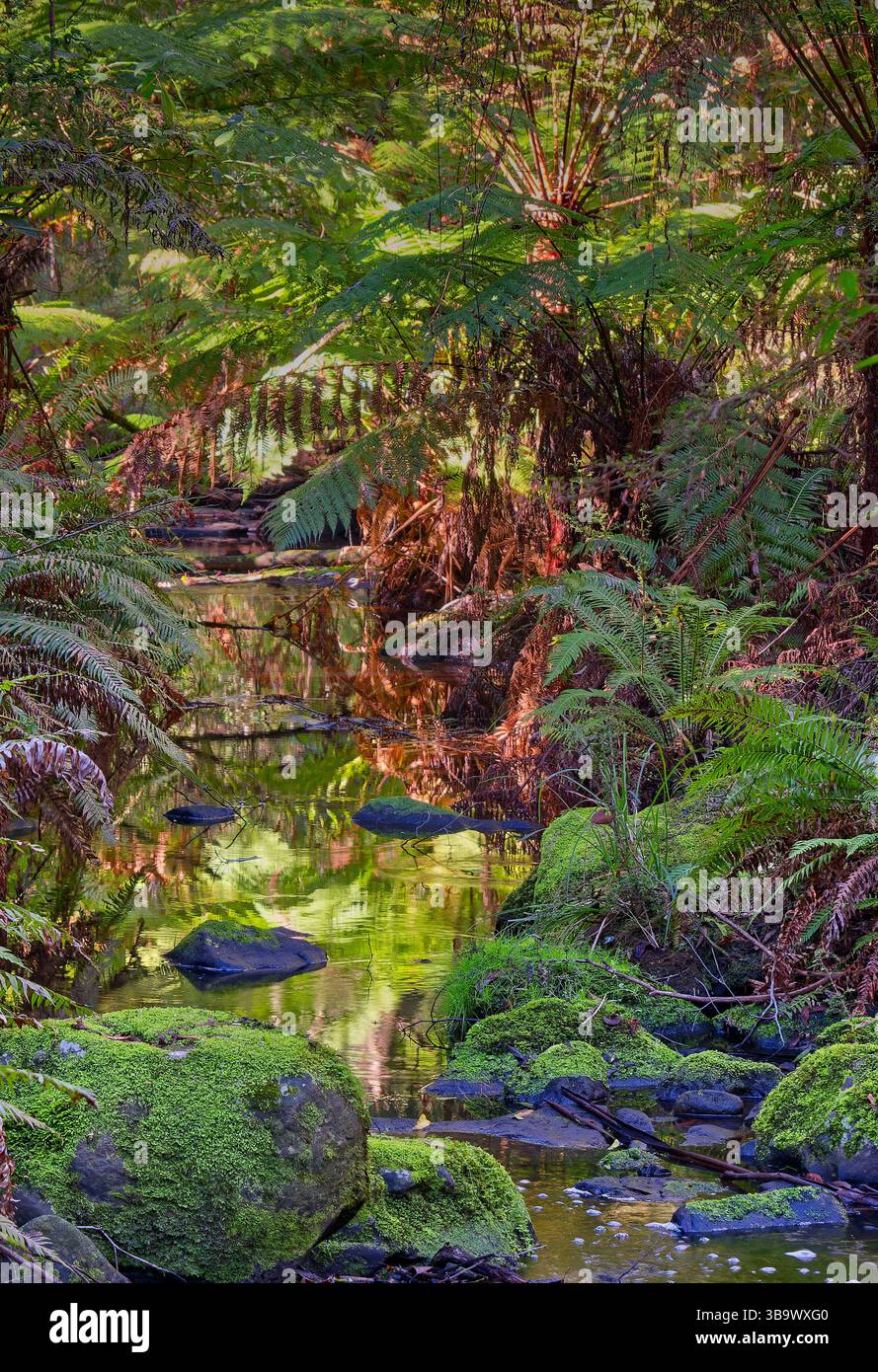 Green yellow reflected light in creek running through deeply vegetated ...