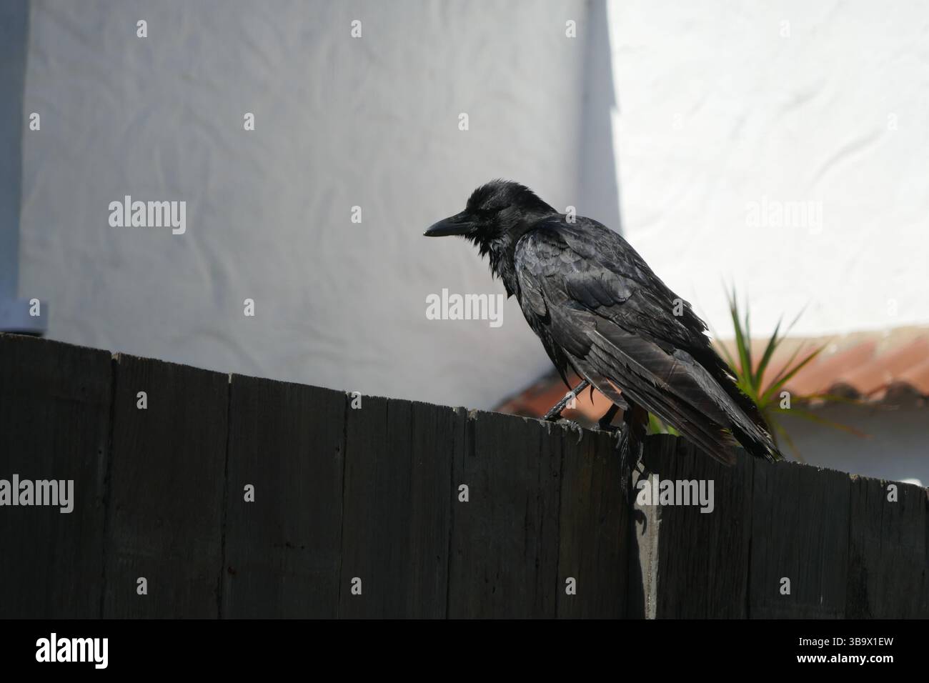 Los Angeles, California, USA 8th May 2025 Raven/Crow on May 8, 2025 in ...