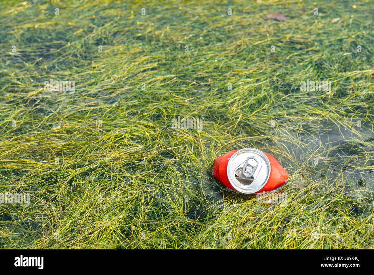 Used soda can thrown among the aquatic plants of a river, polluting ...