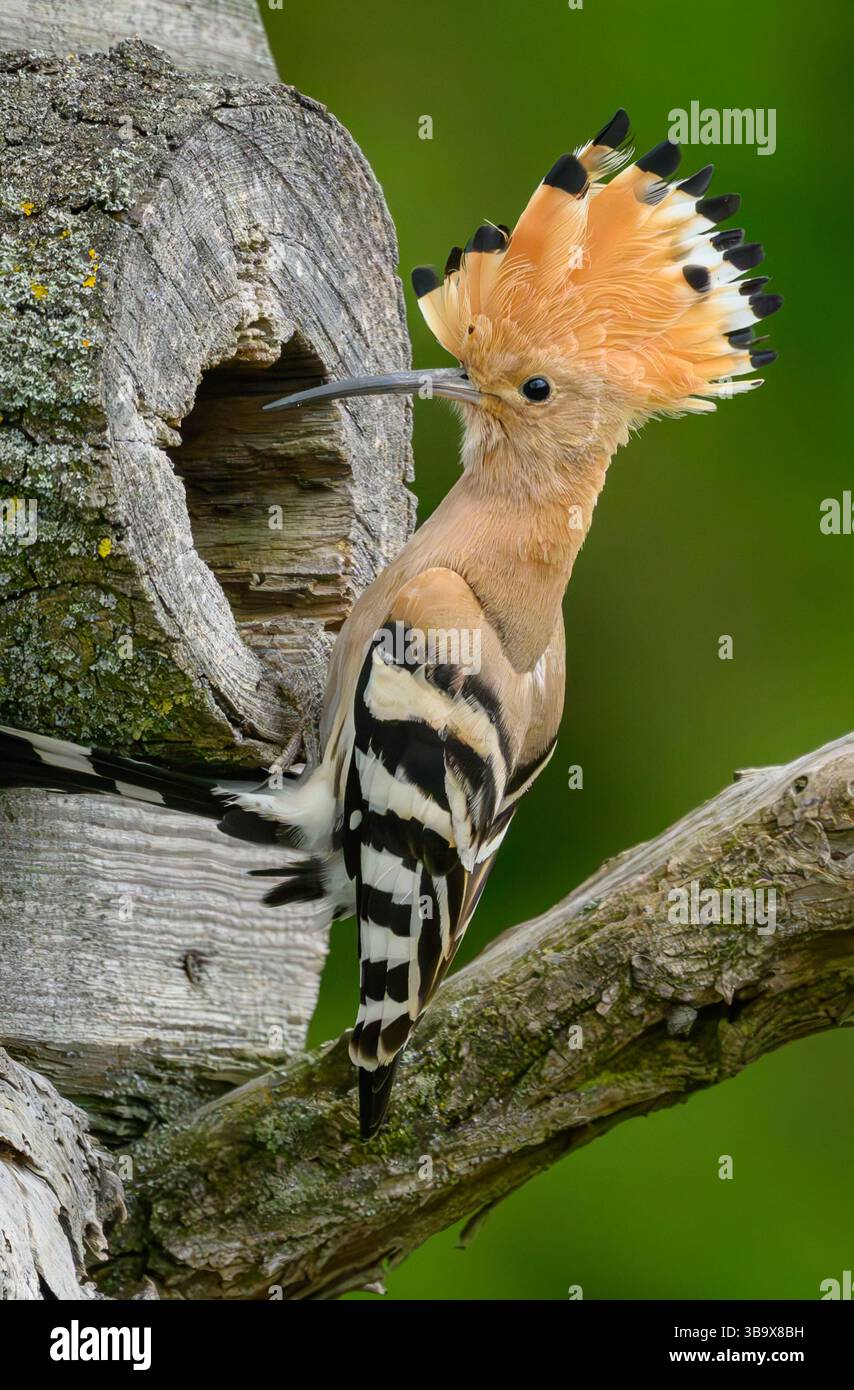 Lebus, Germany. 10th May, 2025. A hoopoe (Upupa epops) can be seen at ...
