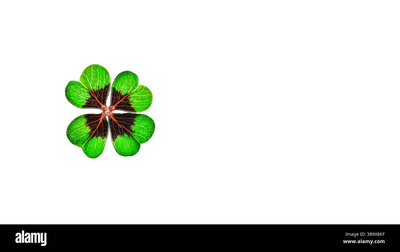 A vibrant four-leaf clover rests on the ground, showcasing its unique ...