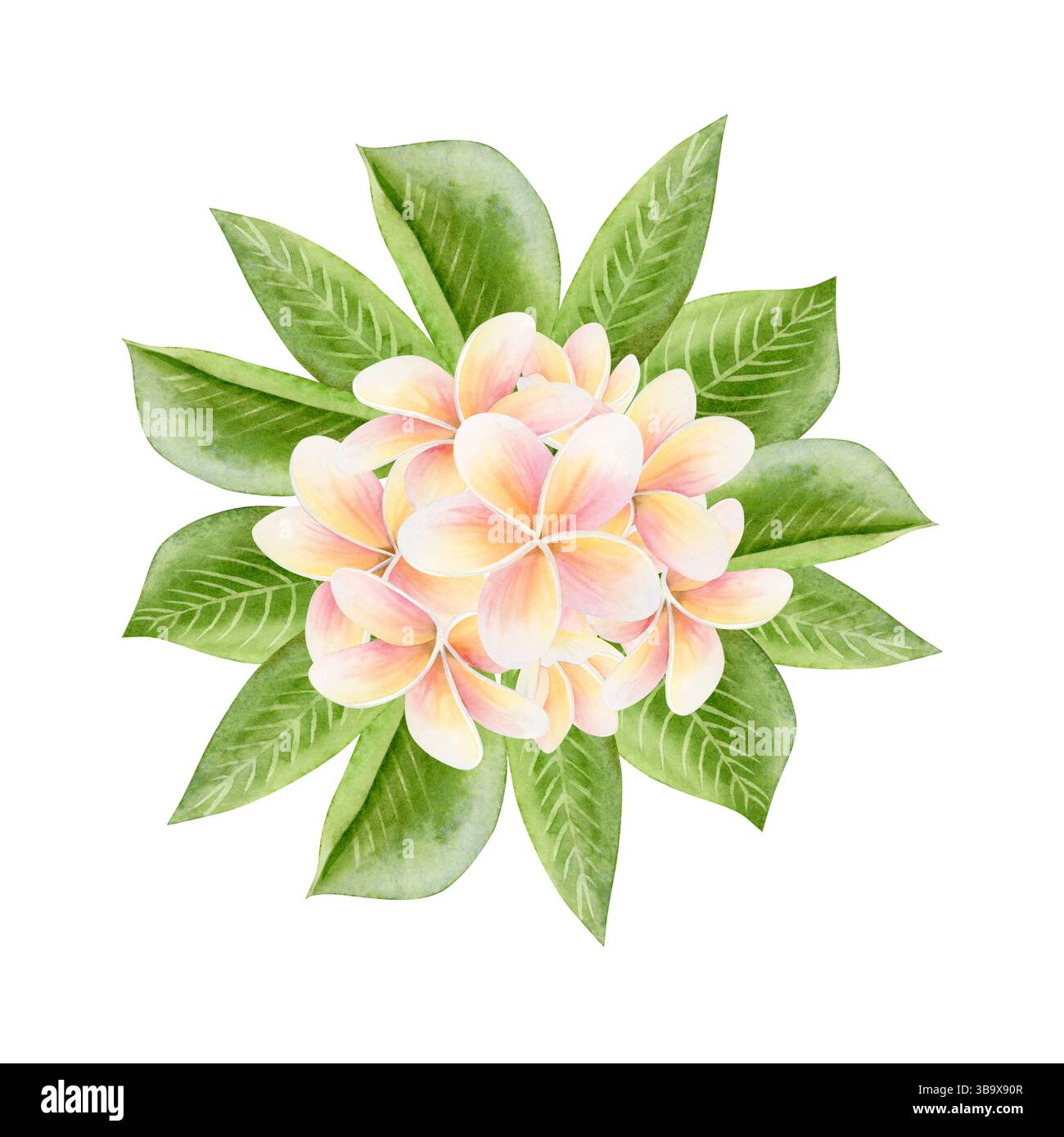 Plumeria bouquet with leaves watercolor illustration isolated on white ...
