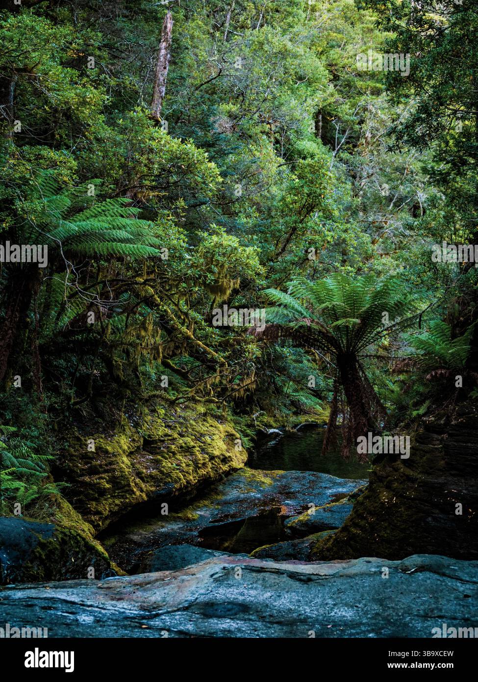 Pristine tasmanian forest, remote wilderness Stock Photo - Alamy