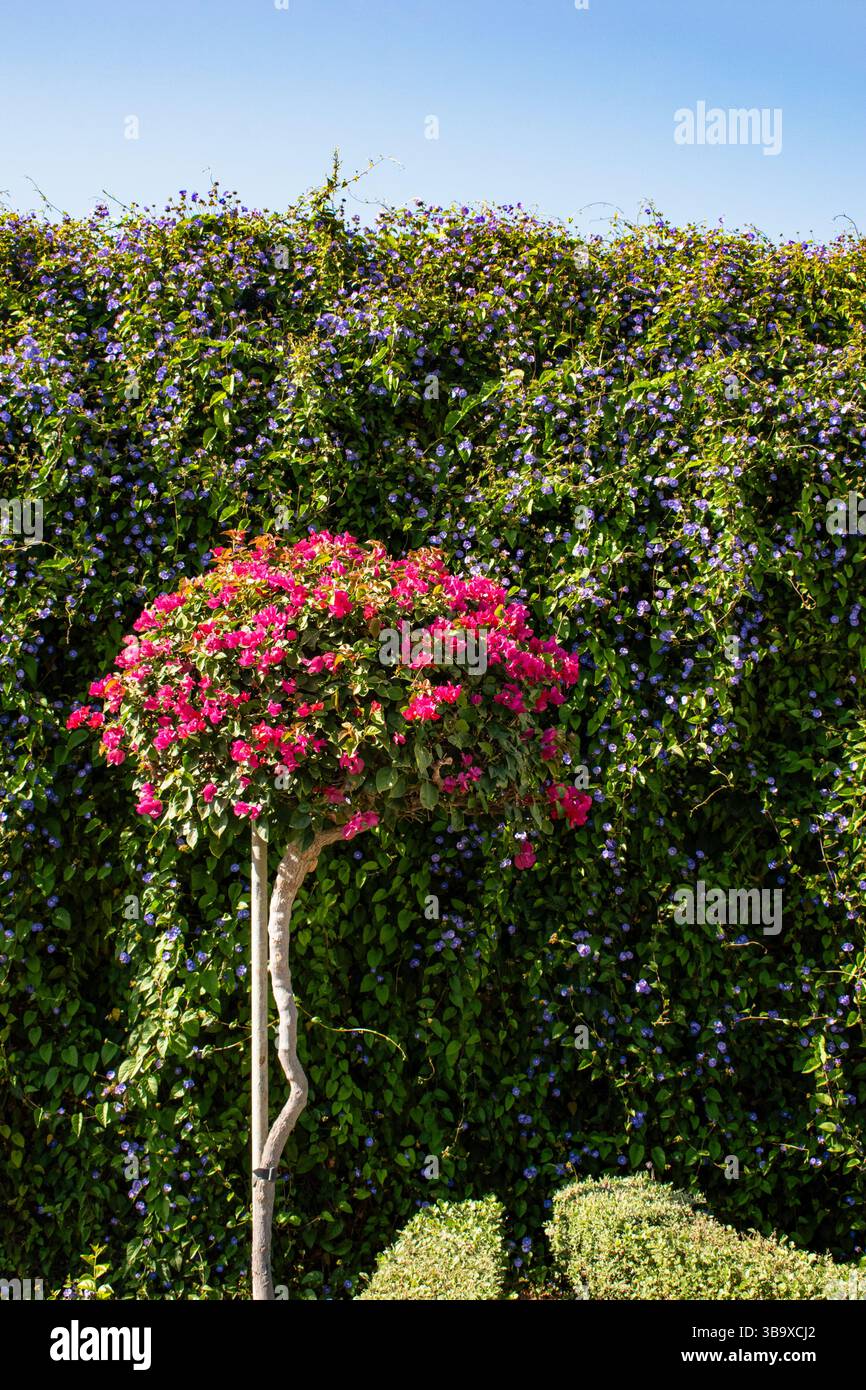 Old Muscat, Oman: details of the gardens of Al Alam Palace (Palace of ...