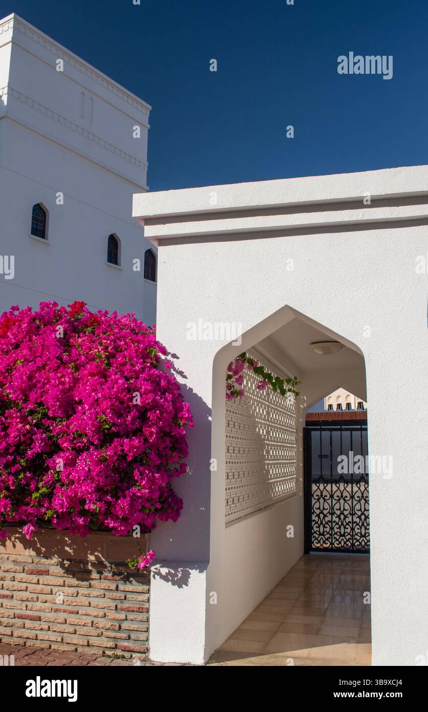 Old Muscat, Oman: white door with bougainvillea in the residential area ...