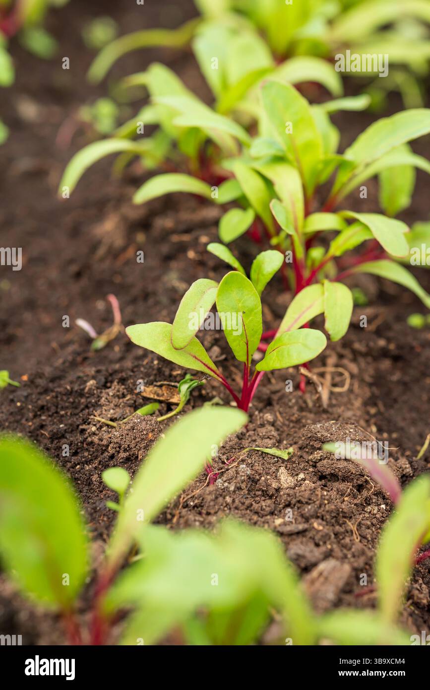 Beet seedlings with garden. Beet plants in rows in raised bed spring ...