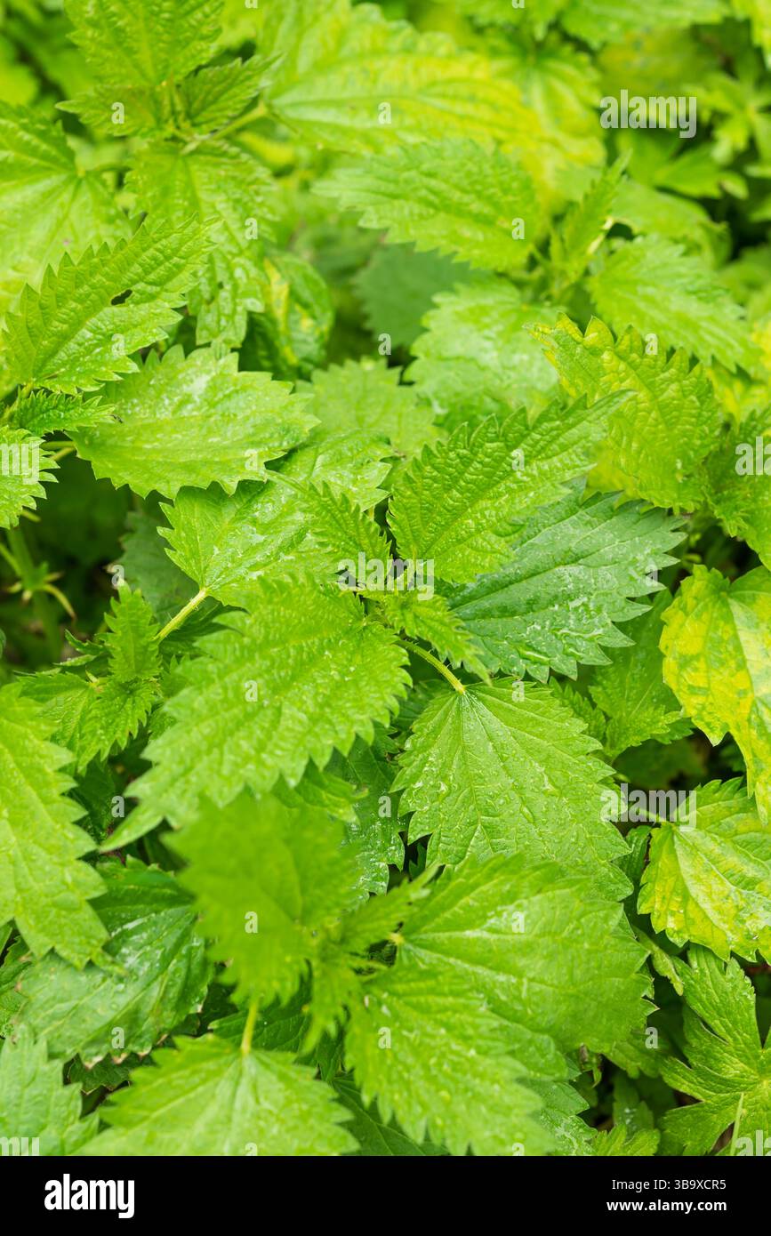 Nettle is dioecious, stinging nettle in the garden. Nettle is wild ...