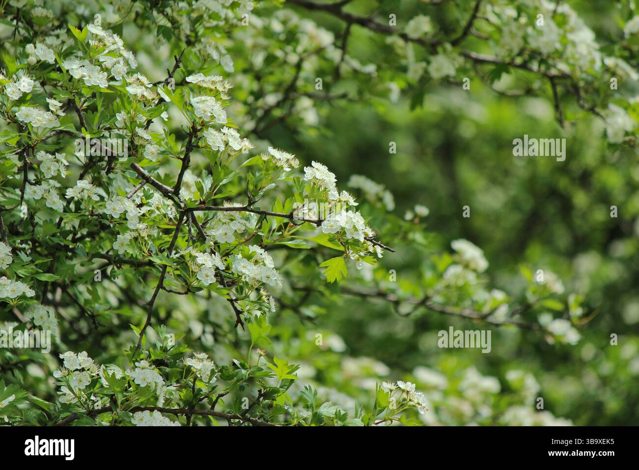 Common hawthorn plant (Crataegus monogyna Stock Photo - Alamy
