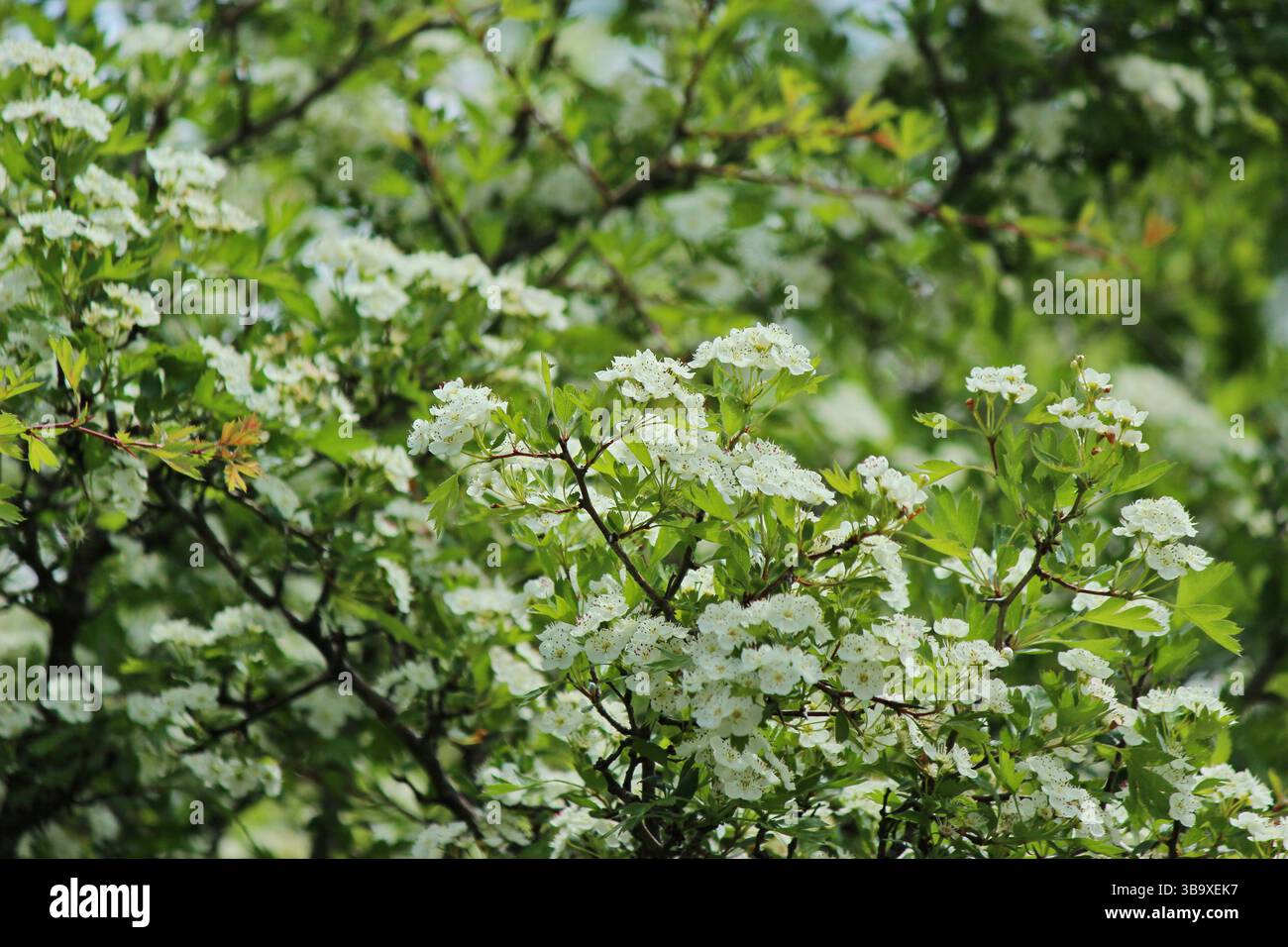 Crataegus hawthorn spring leaf hi-res stock photography and images - Alamy